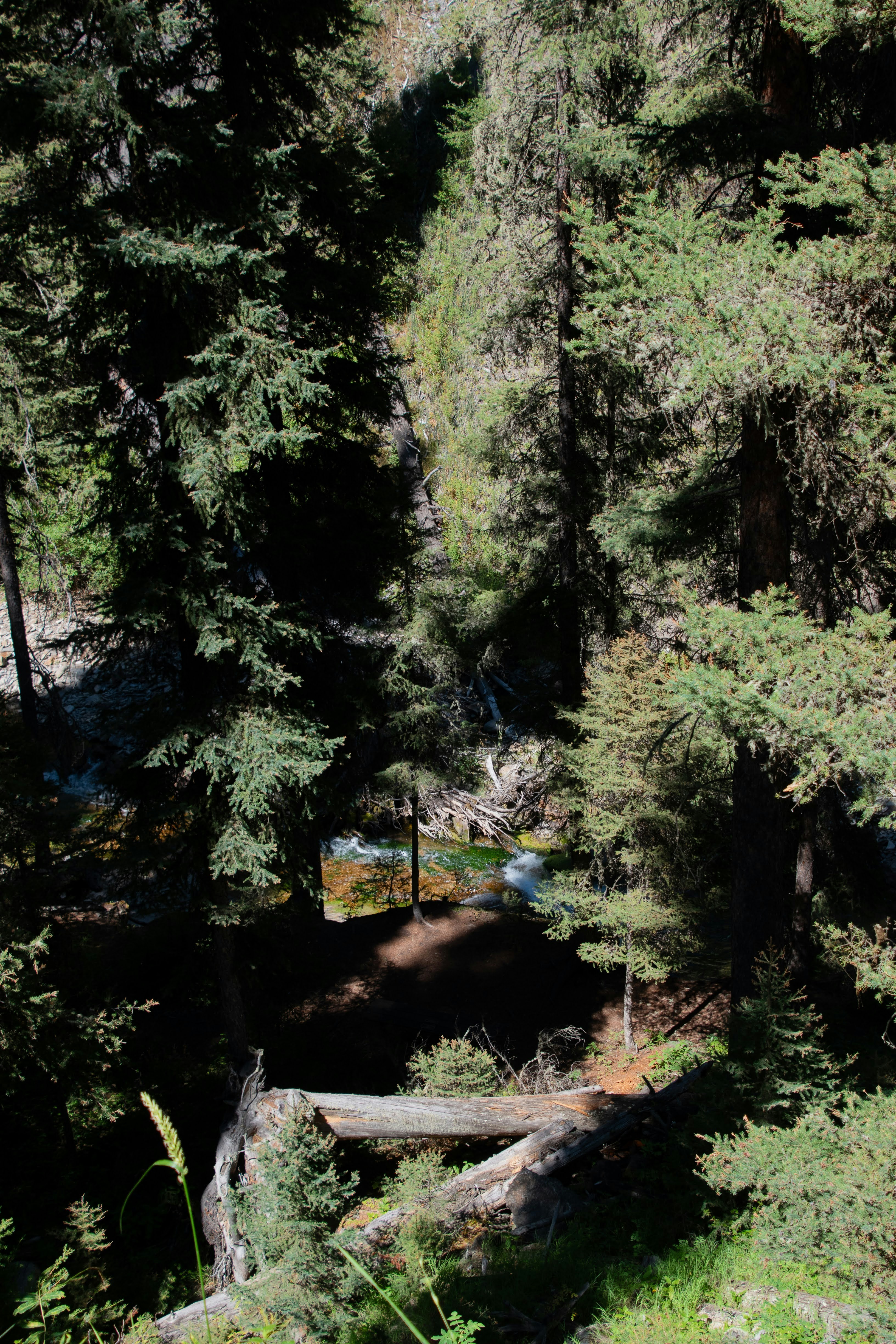 Forest Cascade: A Hidden Stream Winding Through Sunlit Pines