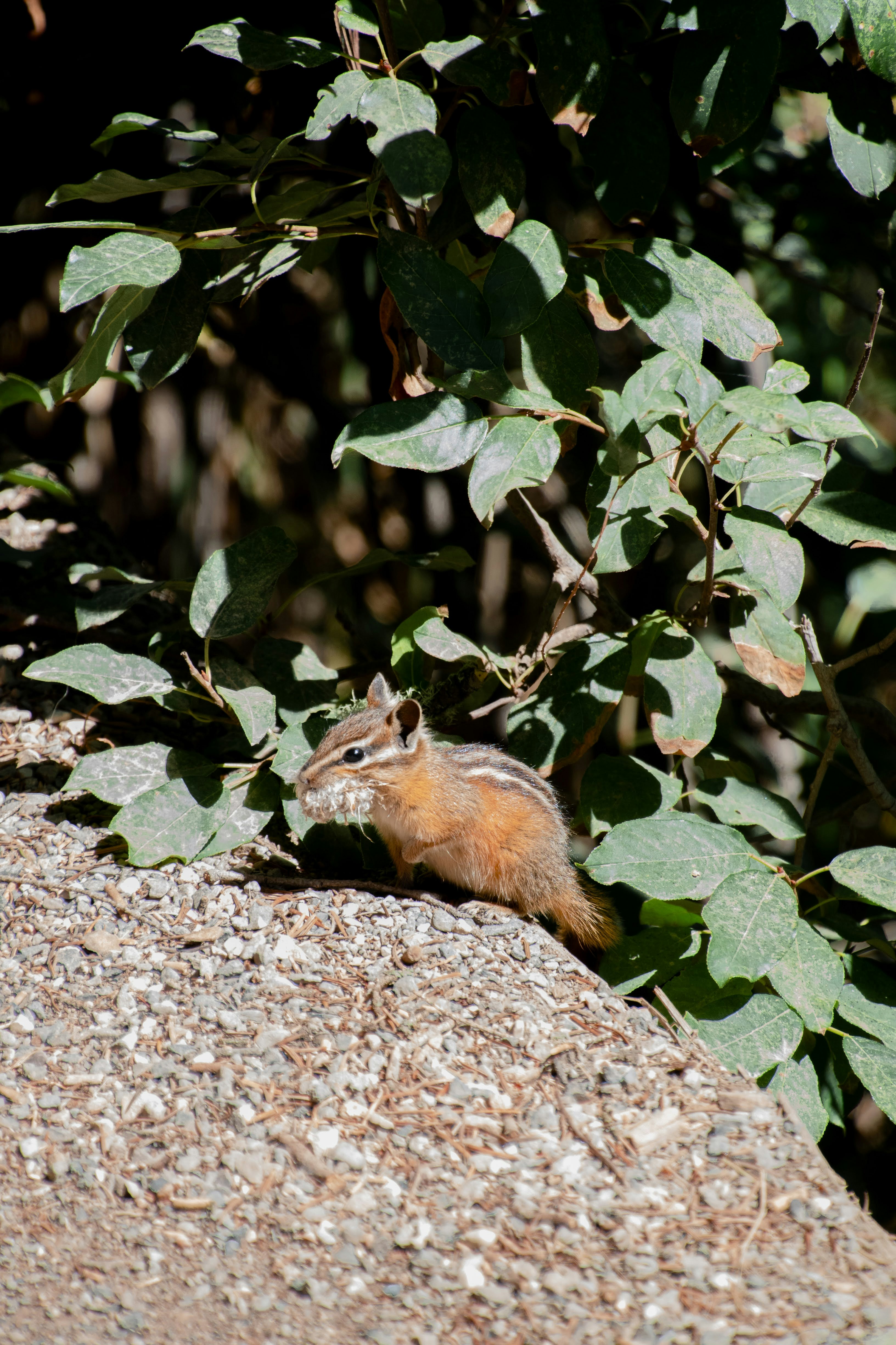 Tiny Squirrel, Big Shadow: A Ground-Level Pause by the Green Wall