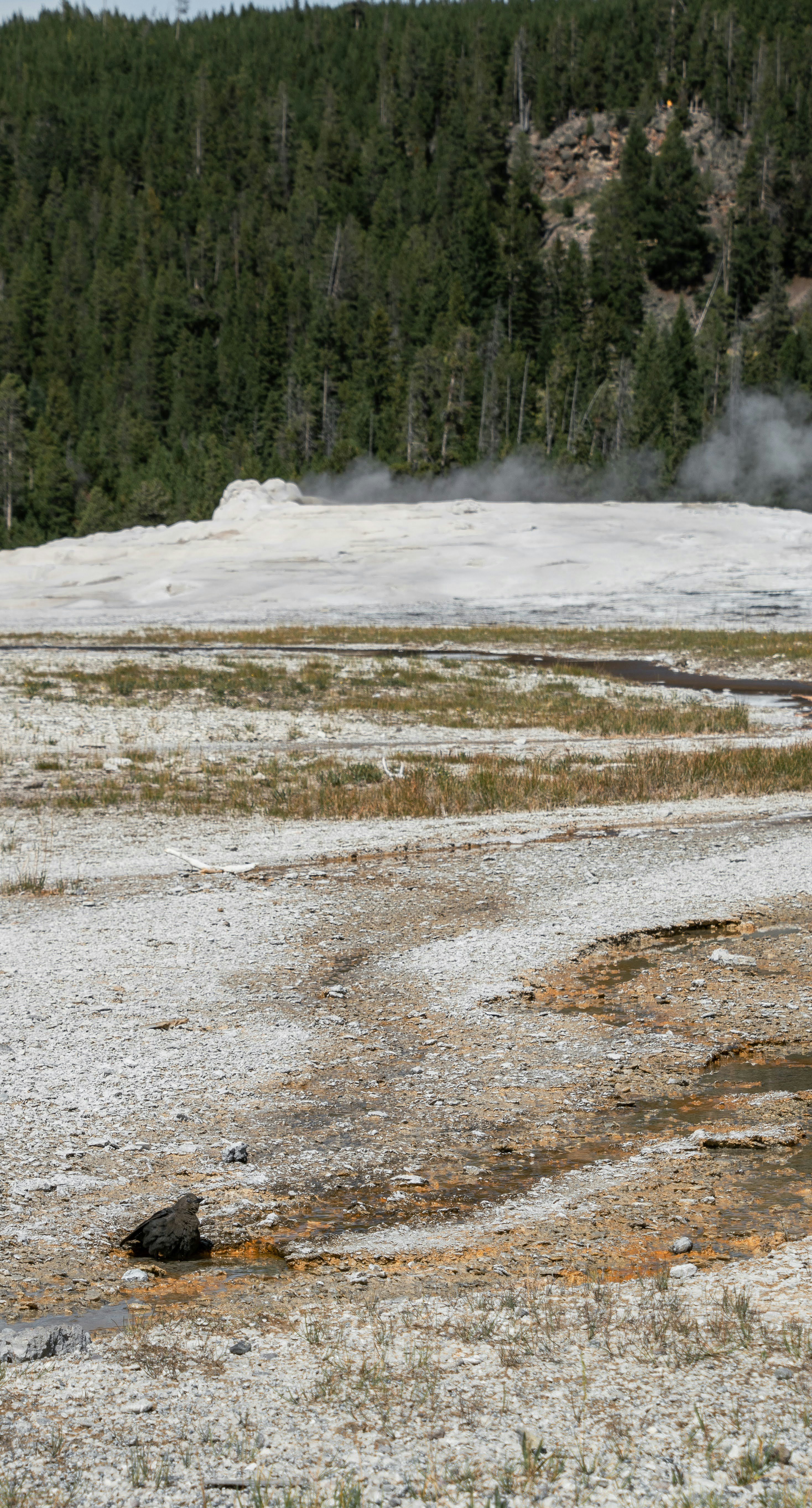 Steam Veil Over a Geothermal Plain