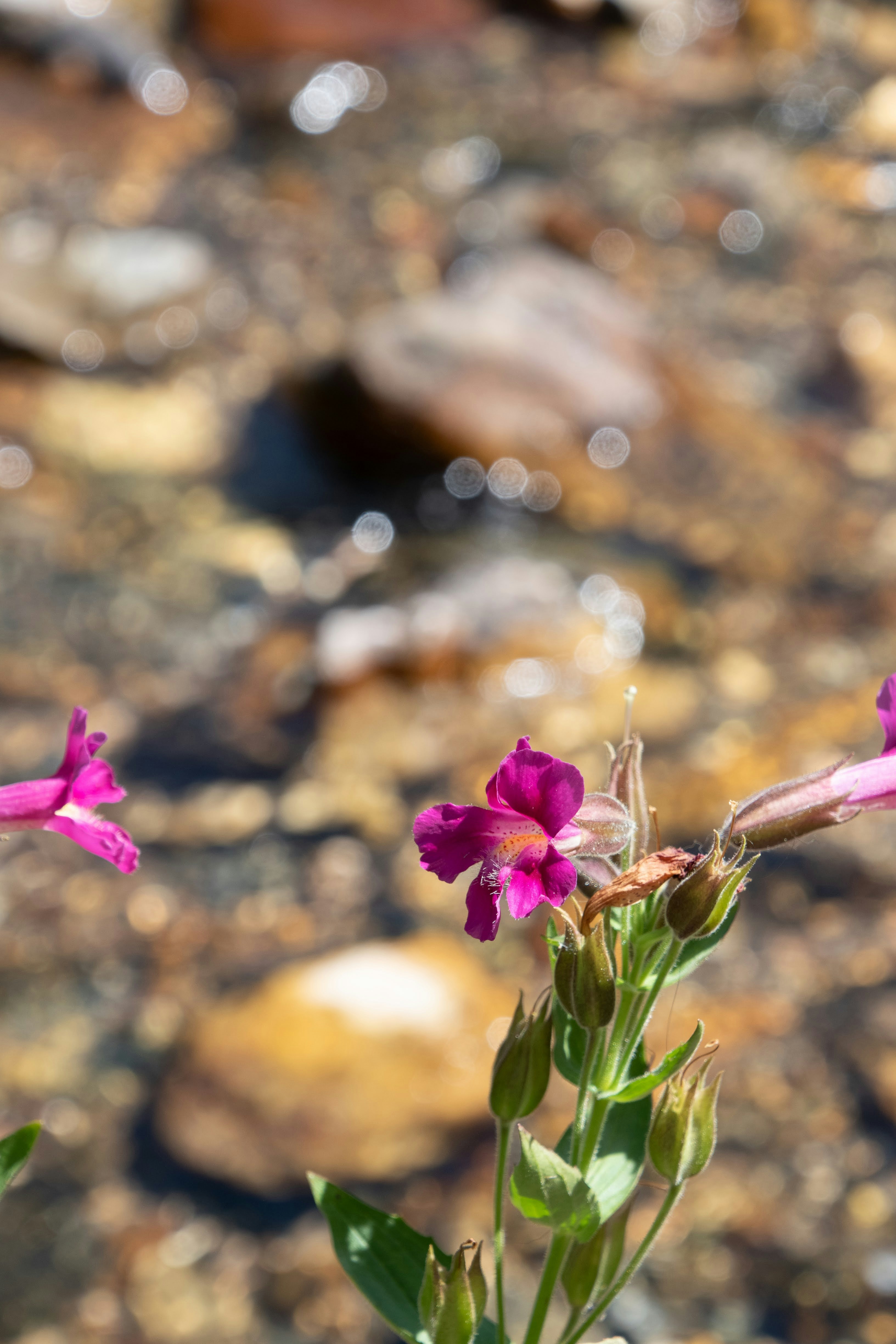 Magnolia of Color: Pink Flowers in Focus Against a Shimmering Creek