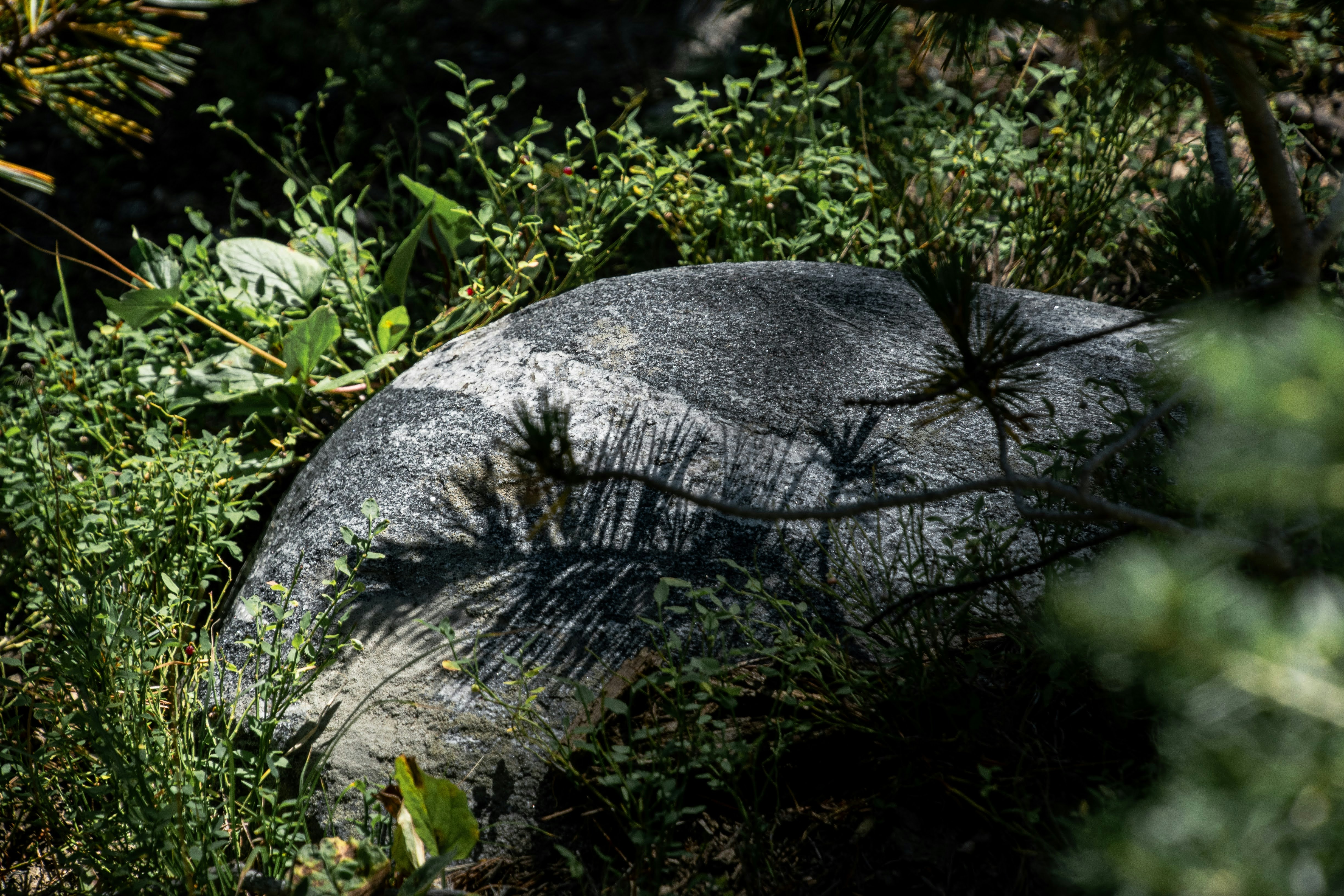 Hidden Granite Echo: A Sunlit Rock Surrounded by Whispering Foliage