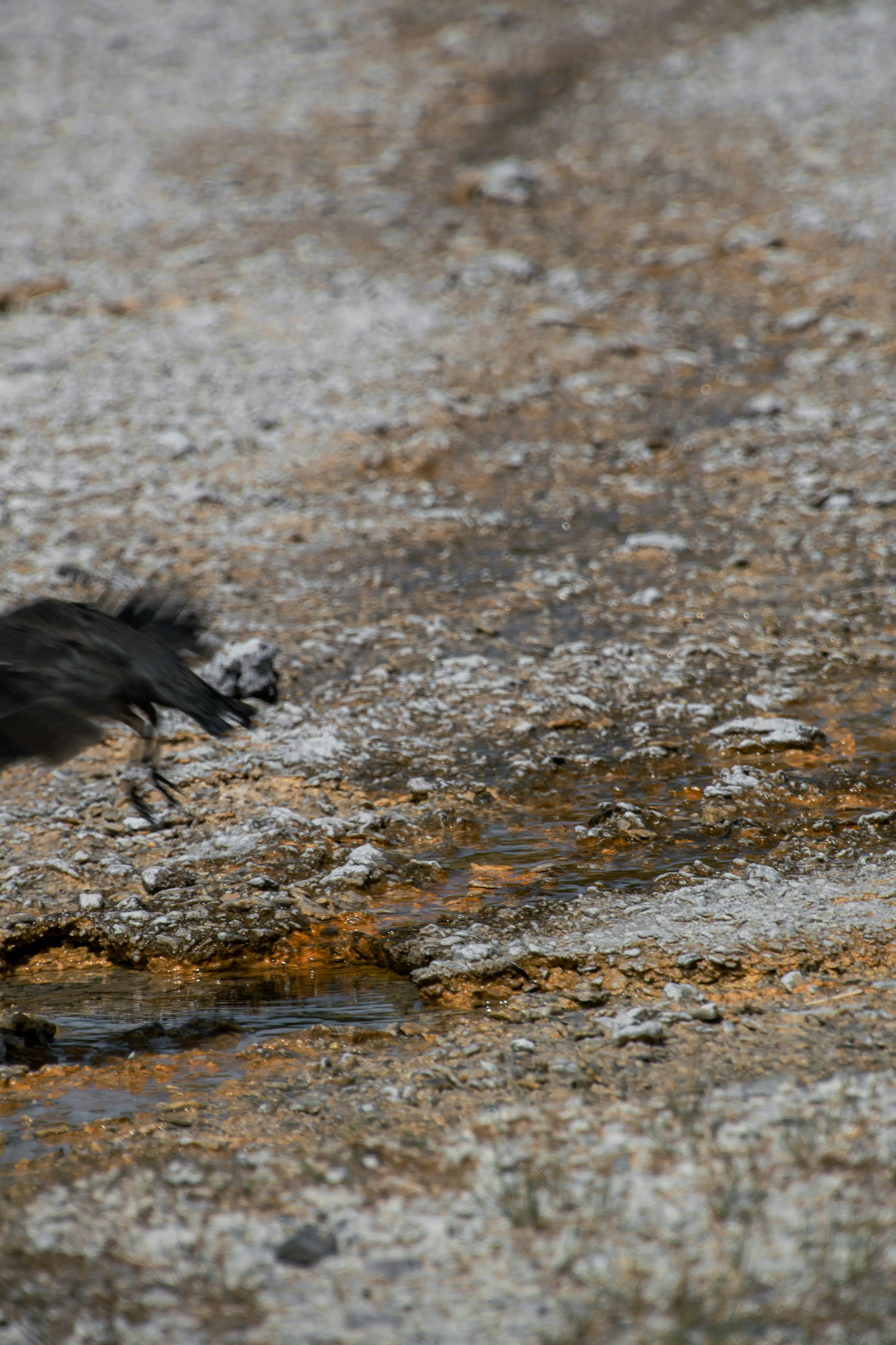 Low-lying Bird in a Snowy Copper Stream