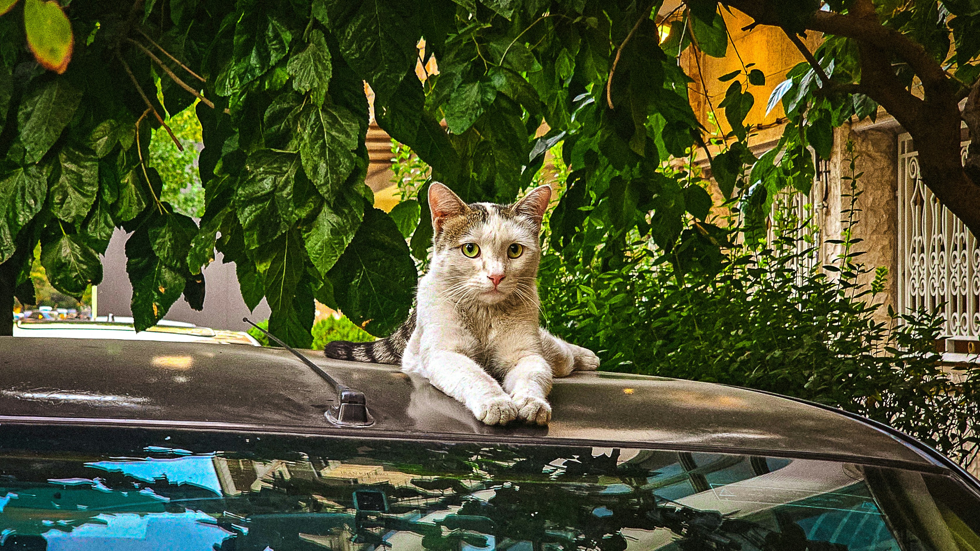Cat perched on a car roof watching over a leafy street