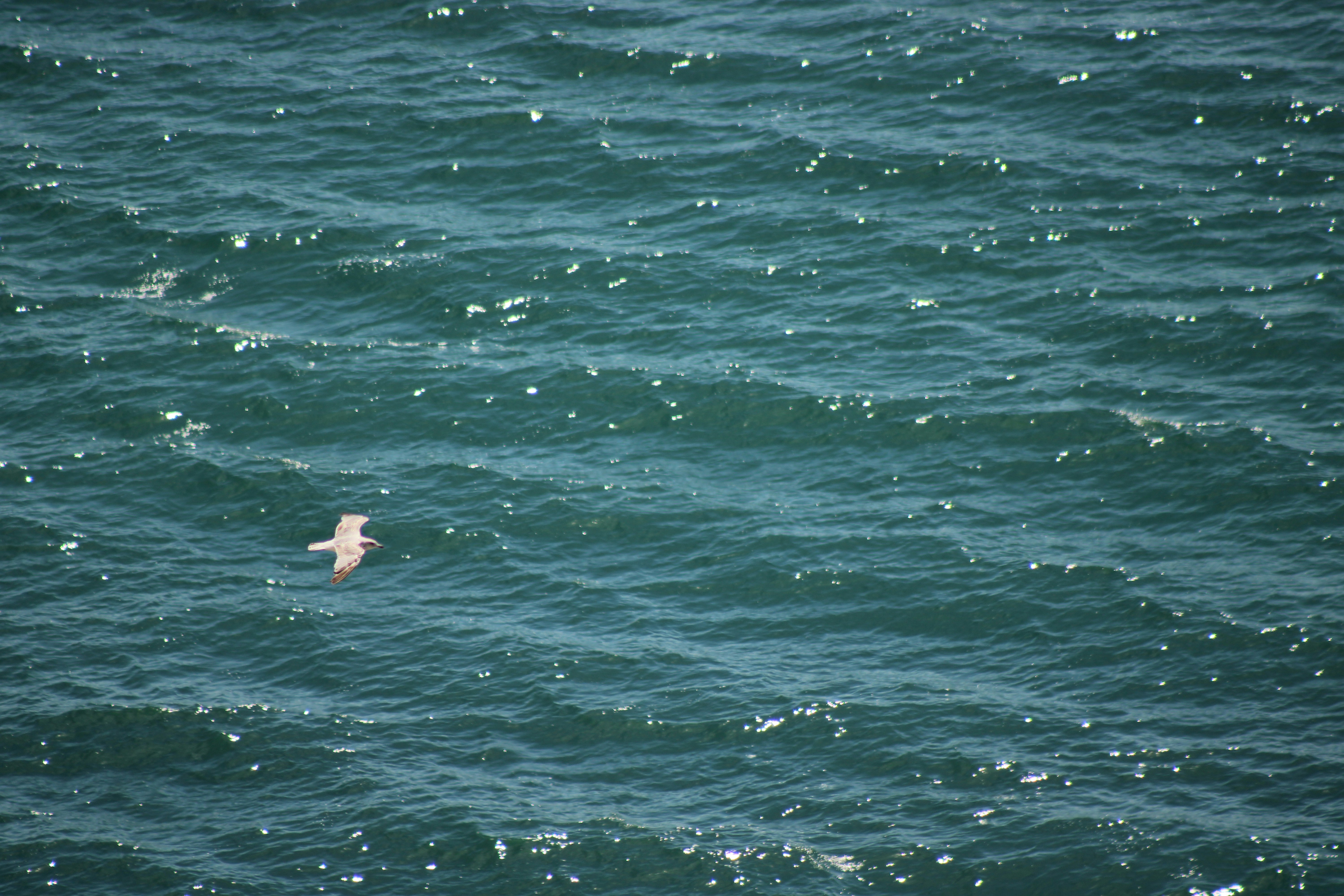 Seagull Silhouette over a Glittering Ocean