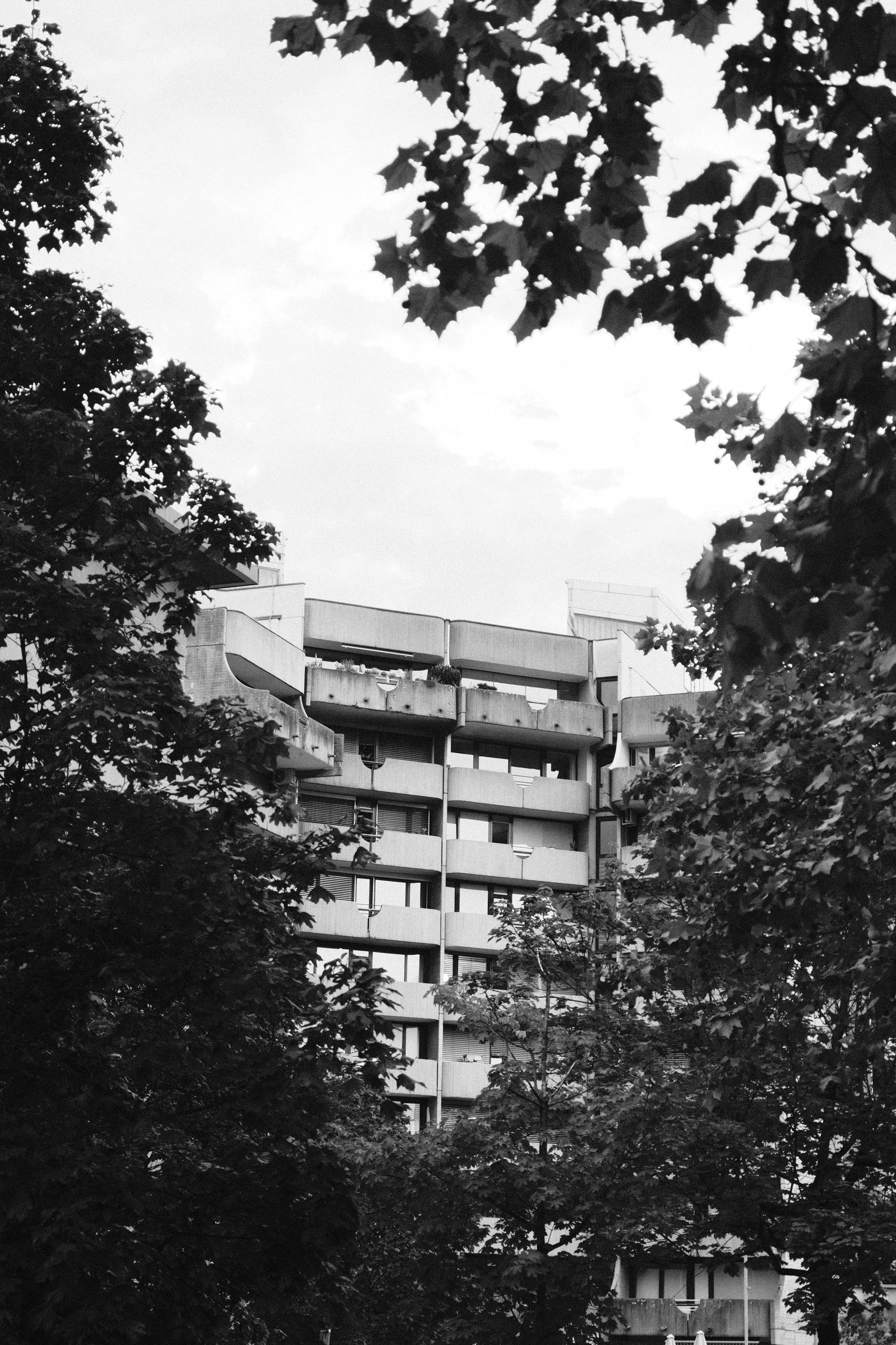 Concrete Echoes: An Urban Facade Veiled by Leaves