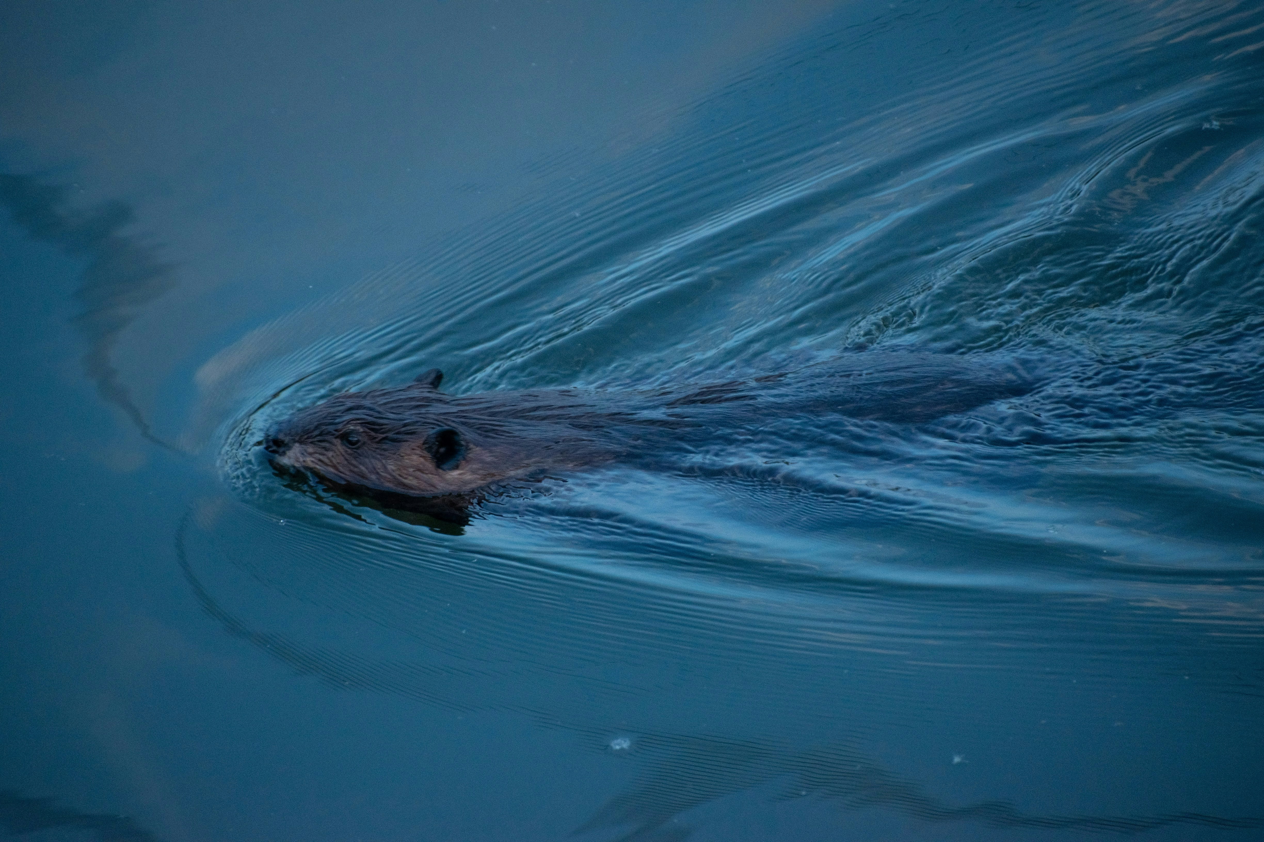 Otter glides through blue-tinged water, wake ripples fading behind as it leads the scene. A close-up emphasis on the head and muzzle hints at movement and focus.