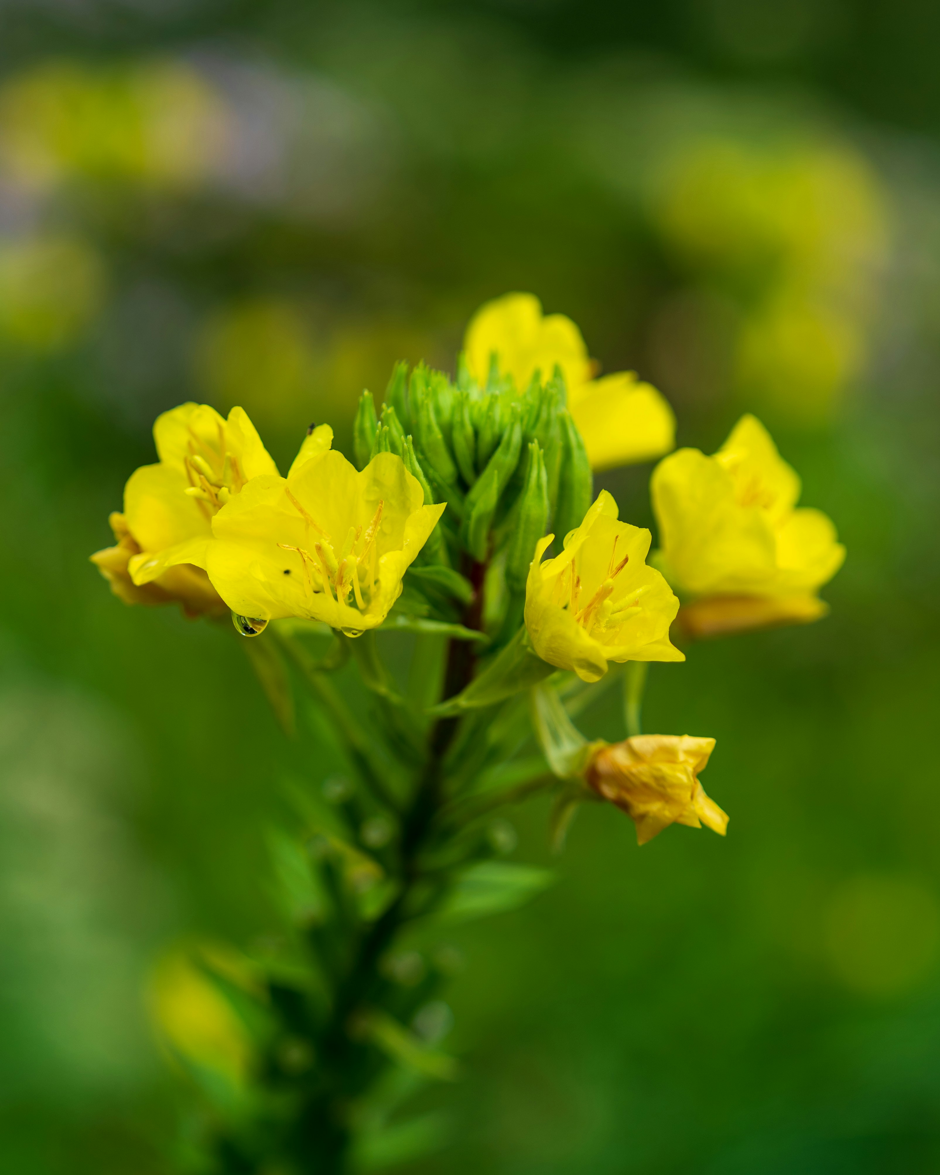 Yellow Wildflower Cluster in Sharp Focus with Soft Bokeh