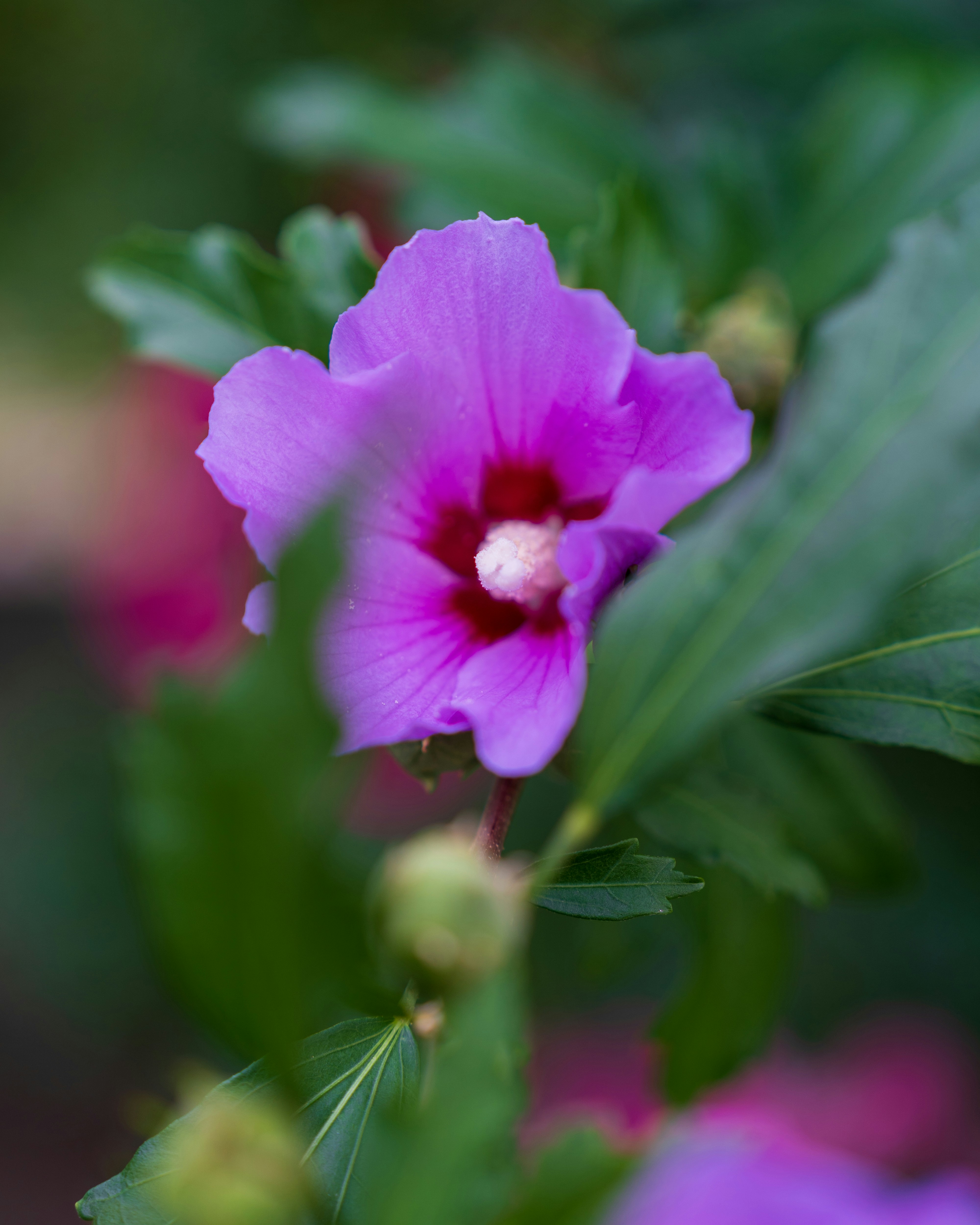 Pink hibiscus blossom with a deep magenta eye in soft garden greens