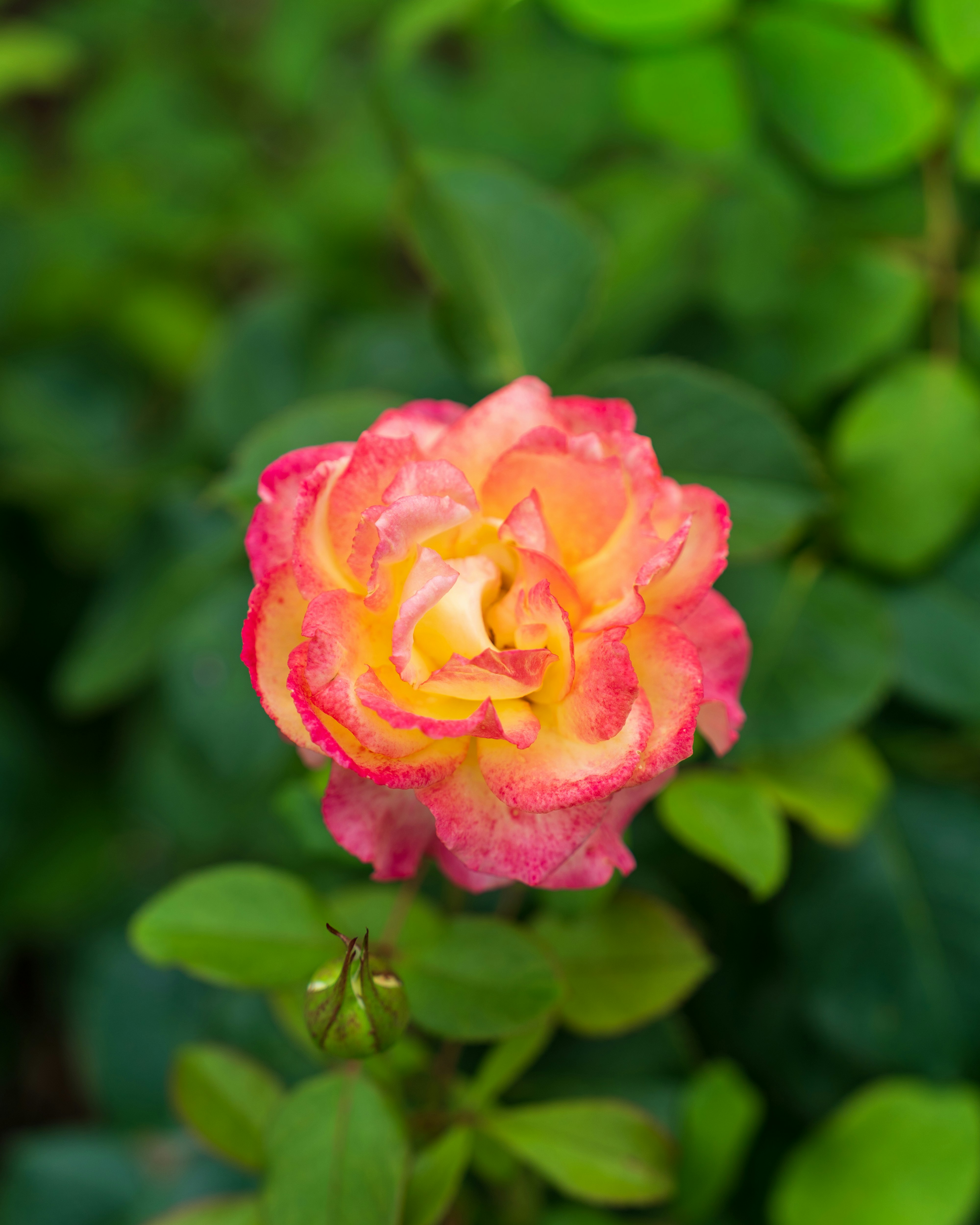 Sunlit Candy-Striped Rose Centerstage in a Verdant Bed