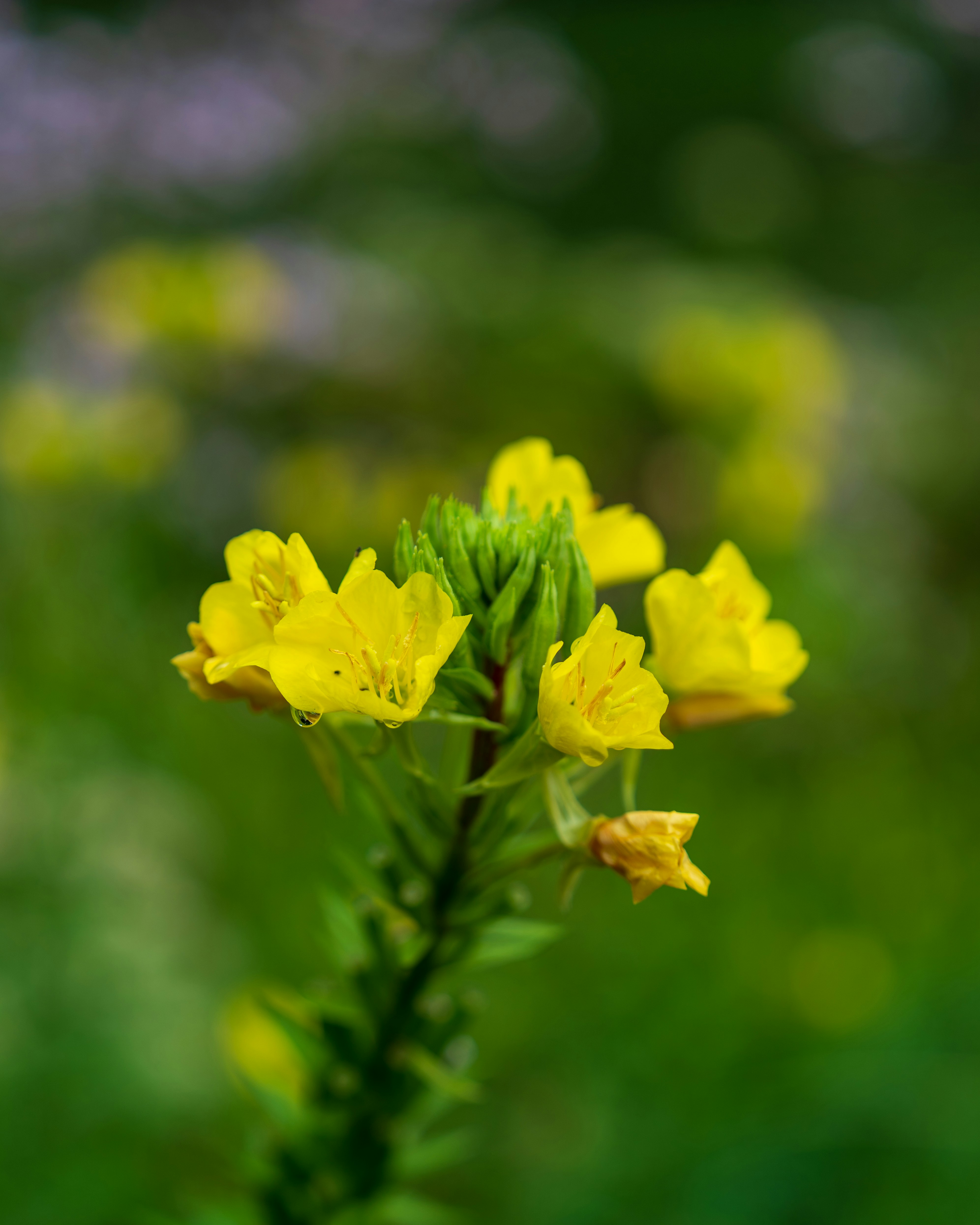 Golden Bloom: Yellow Flowers in Sharp Focus Against a Dreamy Green Backdrop