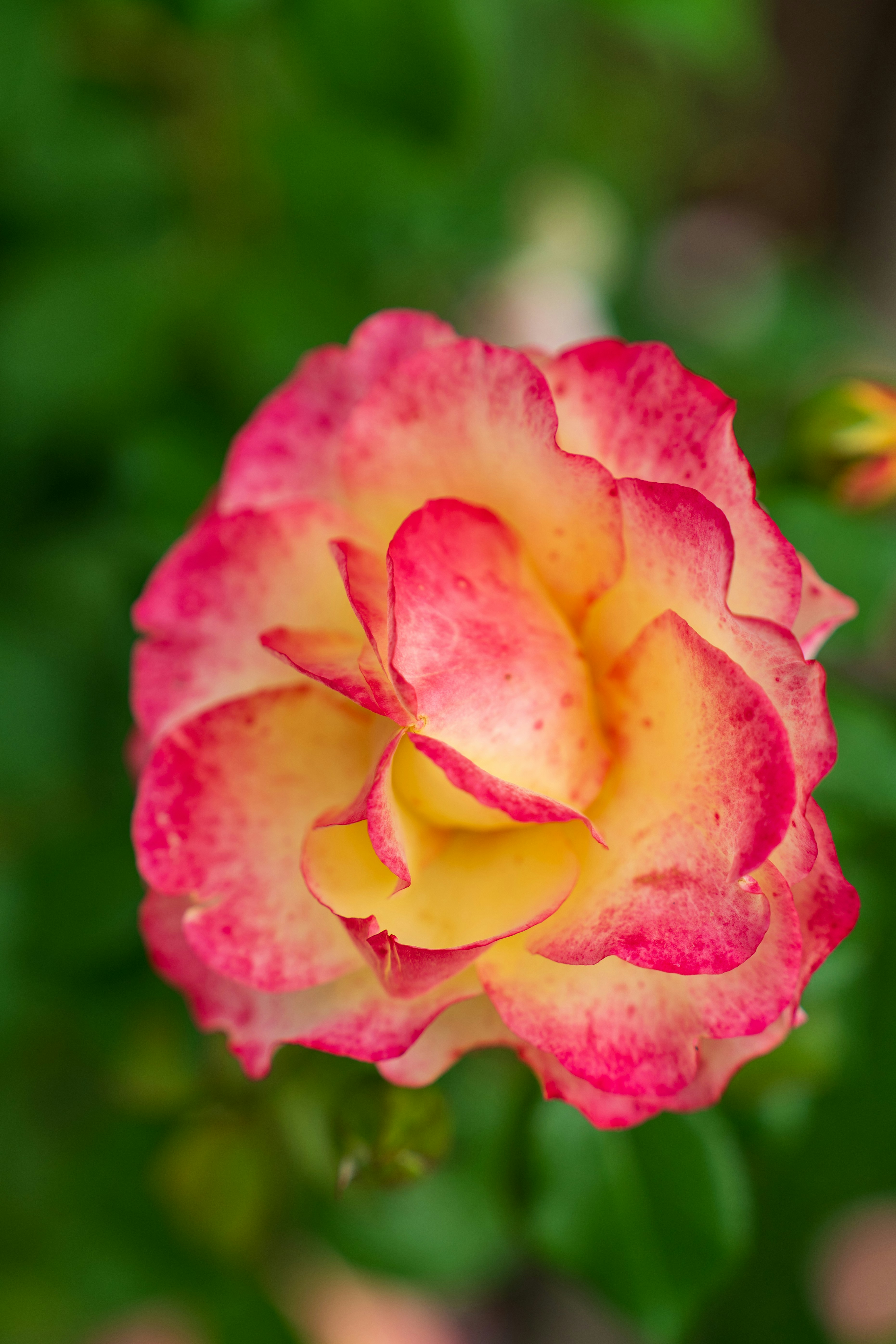 Blushing Rose: A Creamy Core Framed in Pink Edges