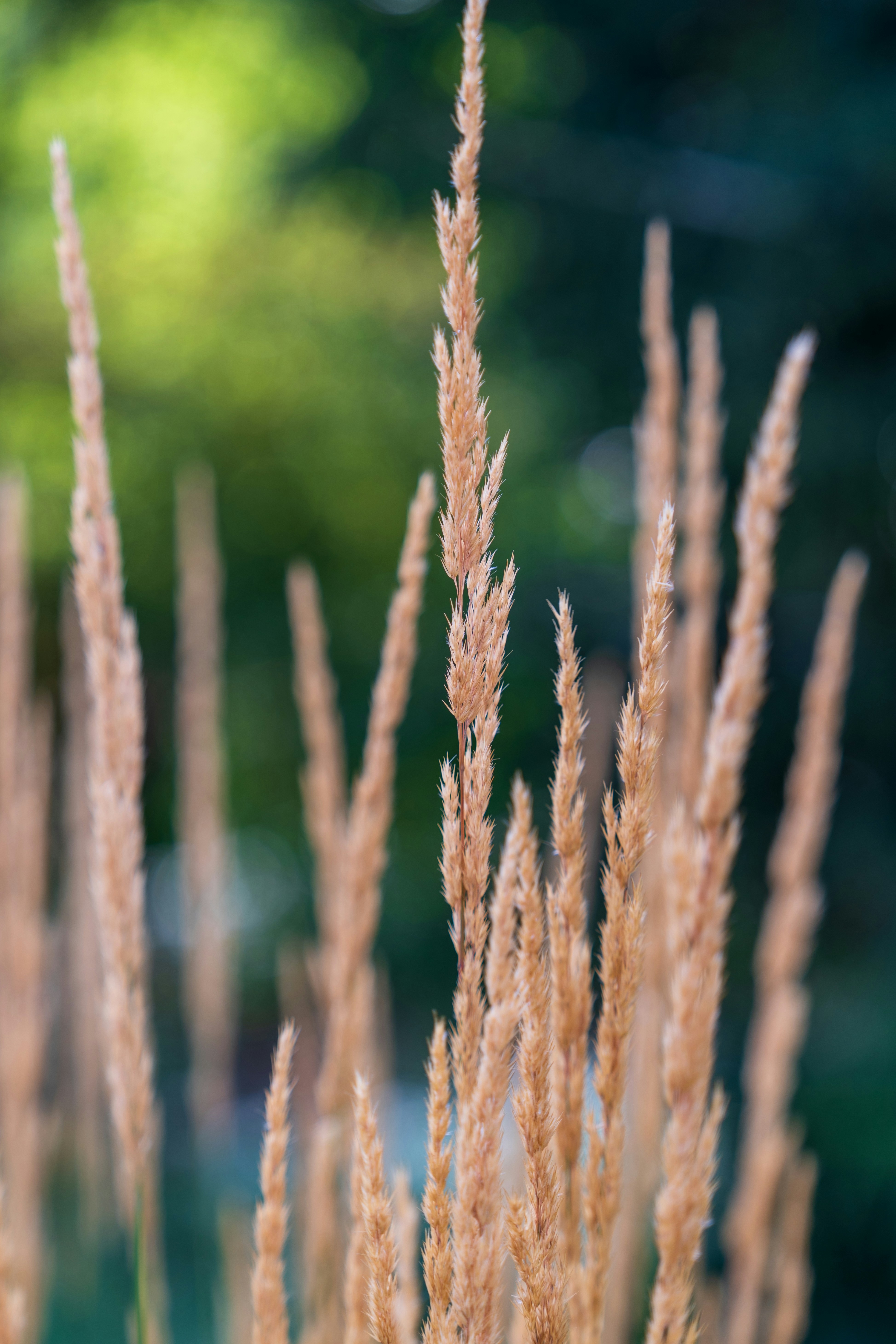 Amber Cortices: Golden Reed Spikes in Focus