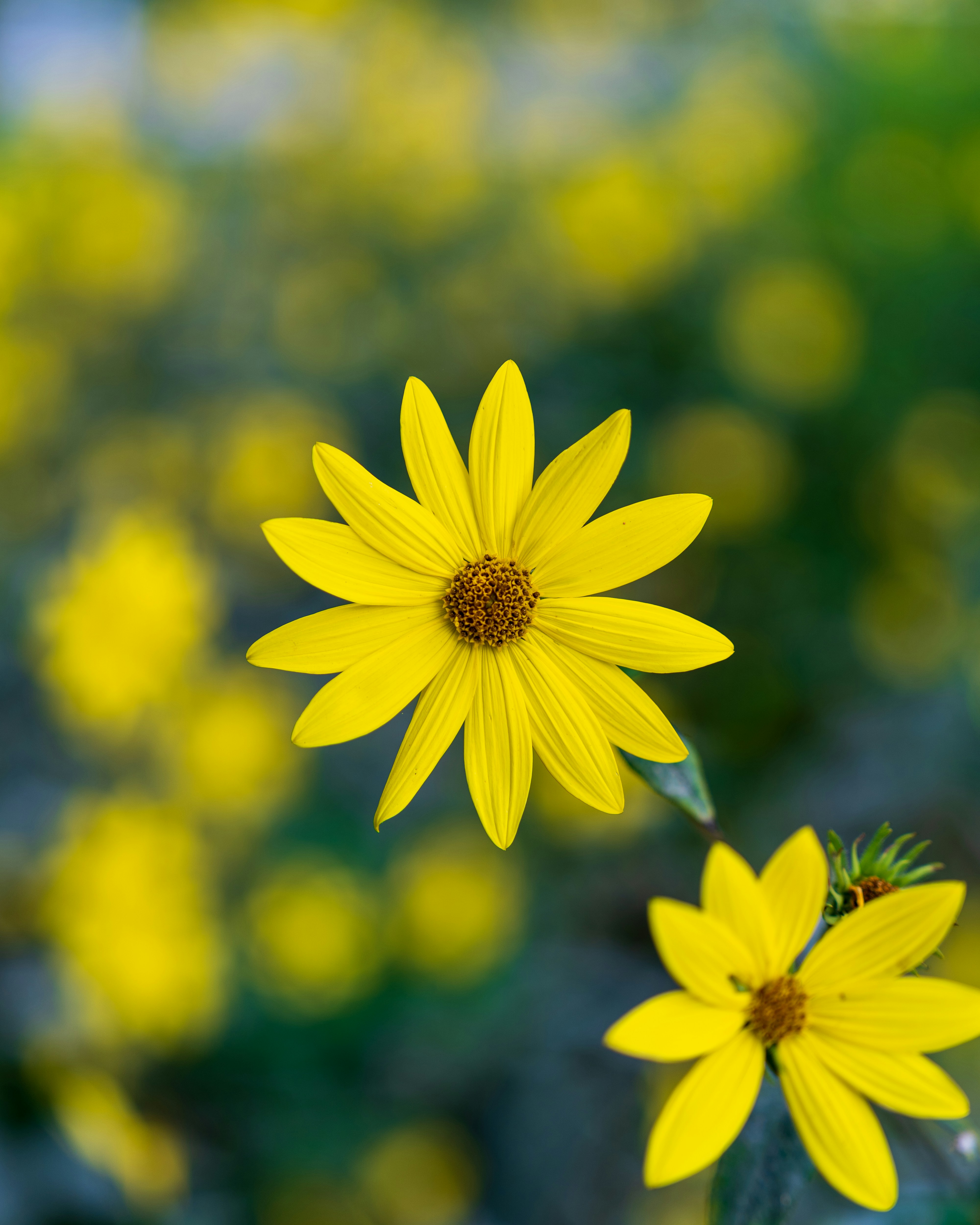 Sunny Centerstage: A Bold Yellow Flower Amid Blur