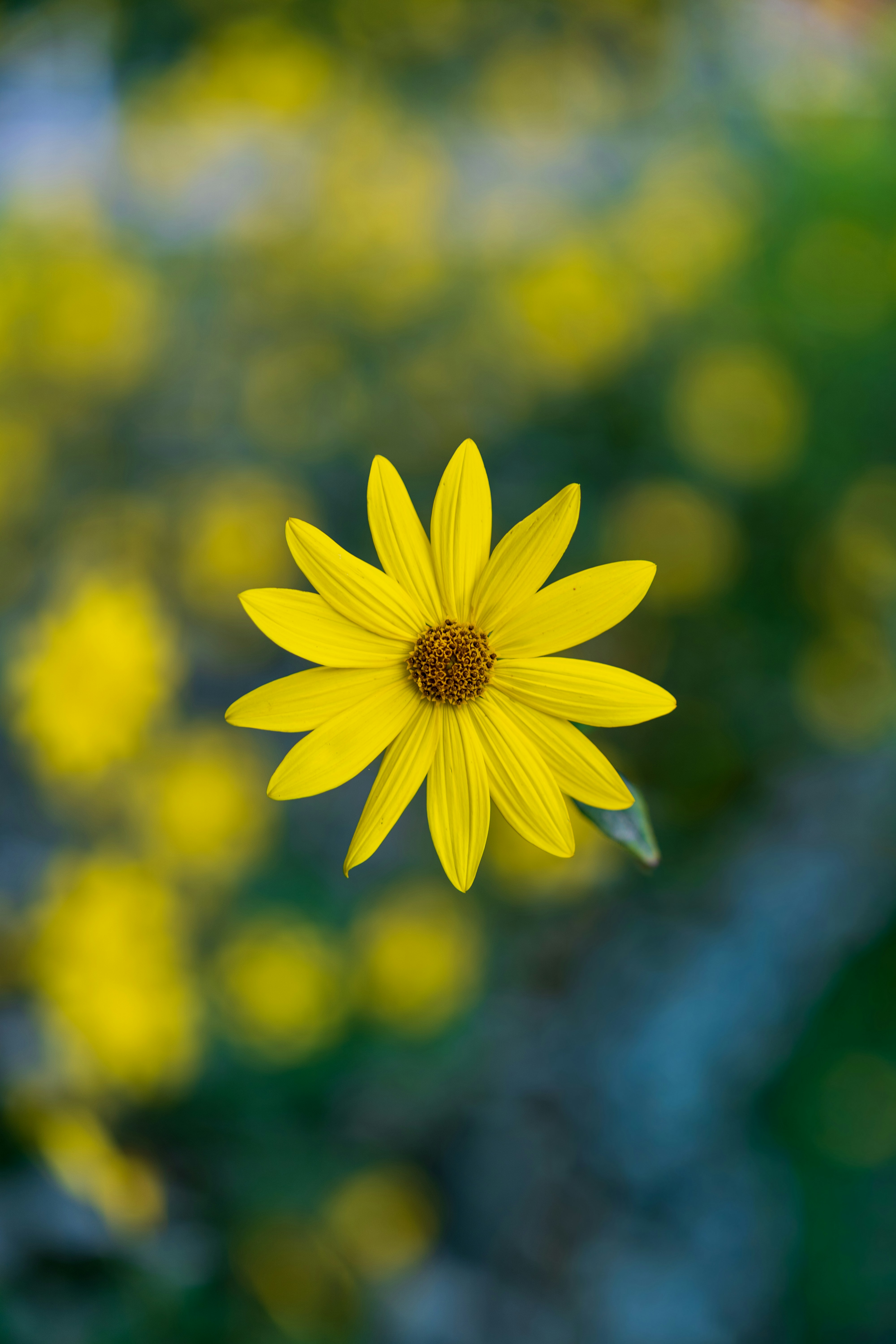 Central Sunburst: A Yellow Daisy in Sharp Focus