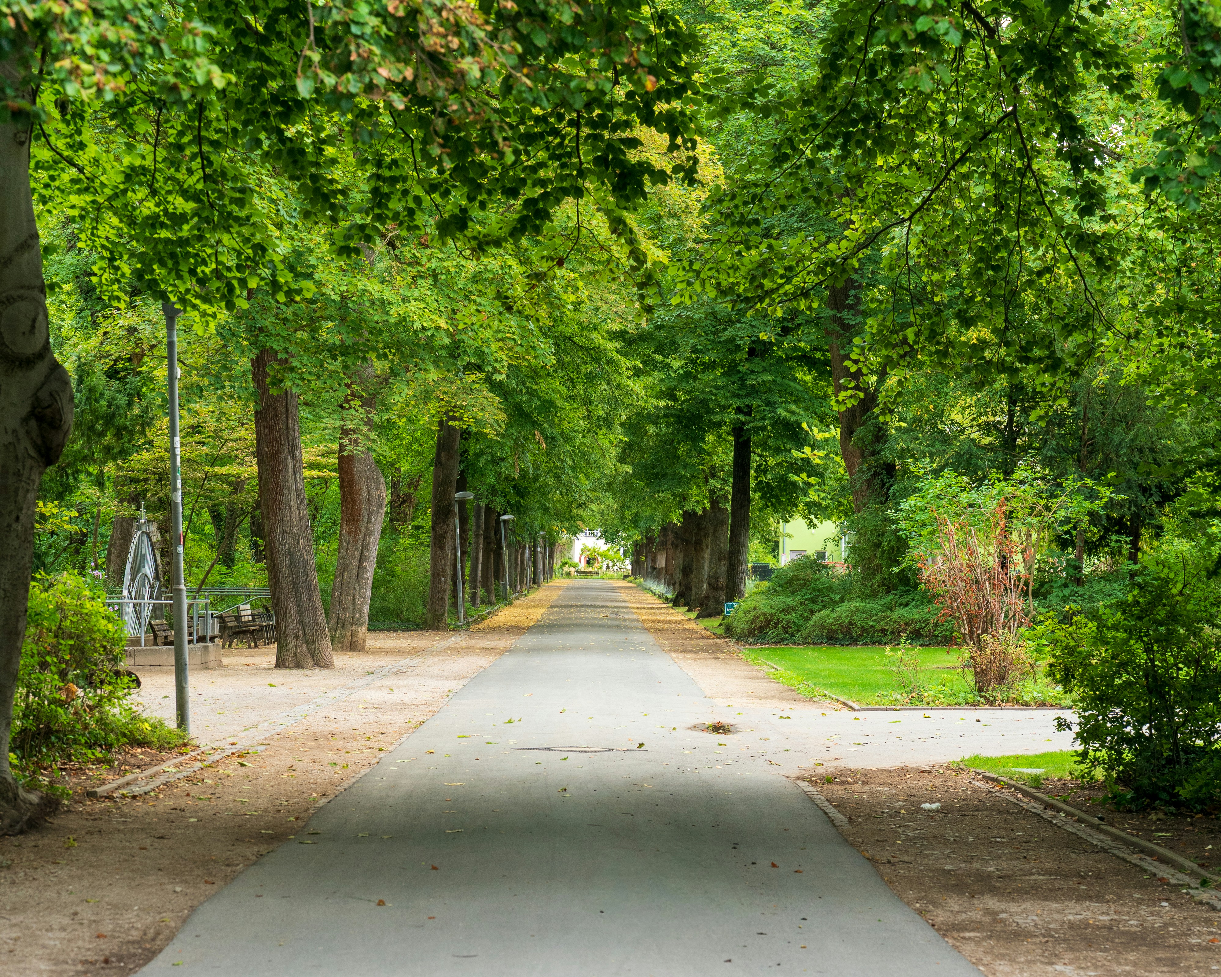 Symmetrical Green Corridor: A Path Through Dappled Light