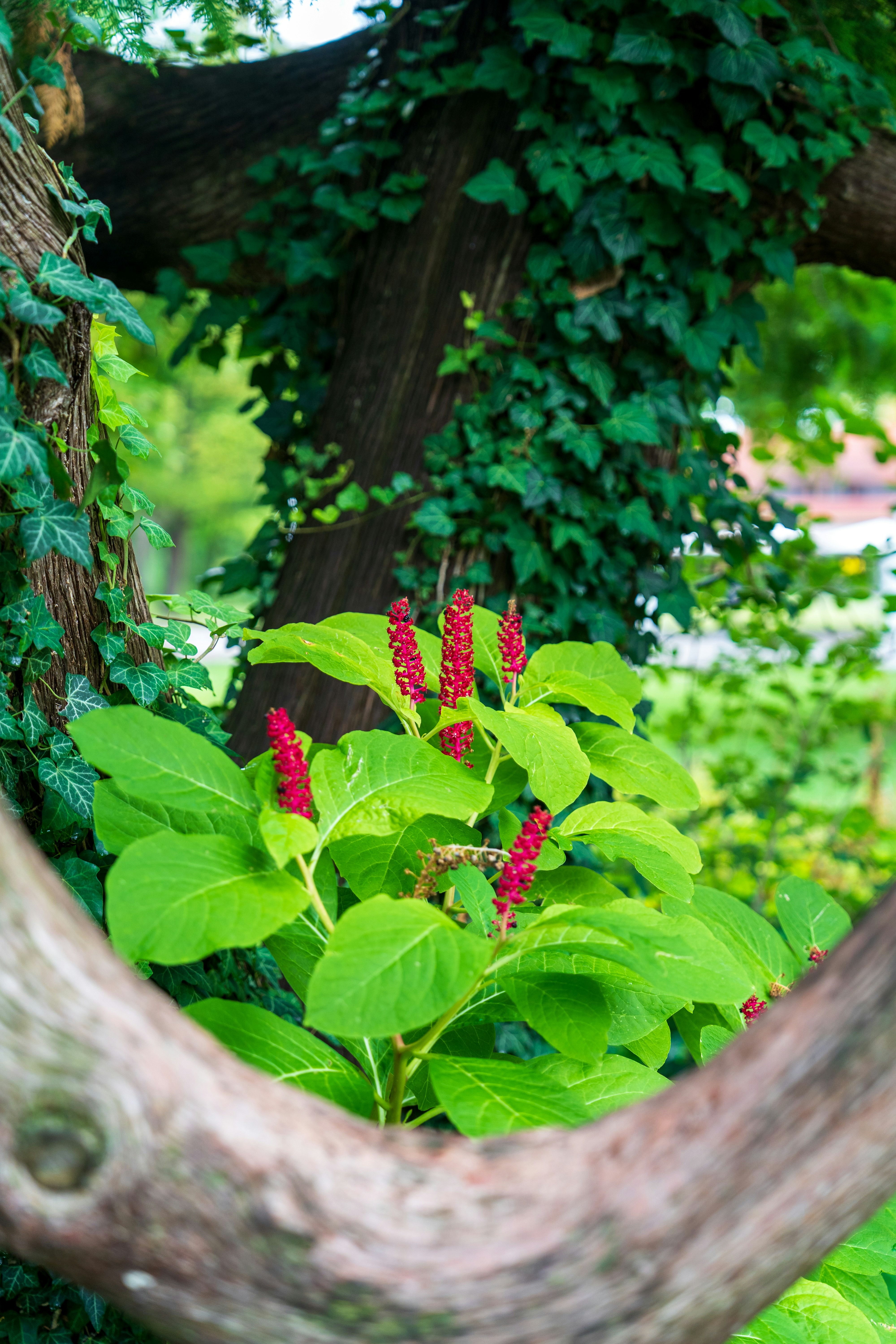 Emerald Vines Framing a Ruby Spike