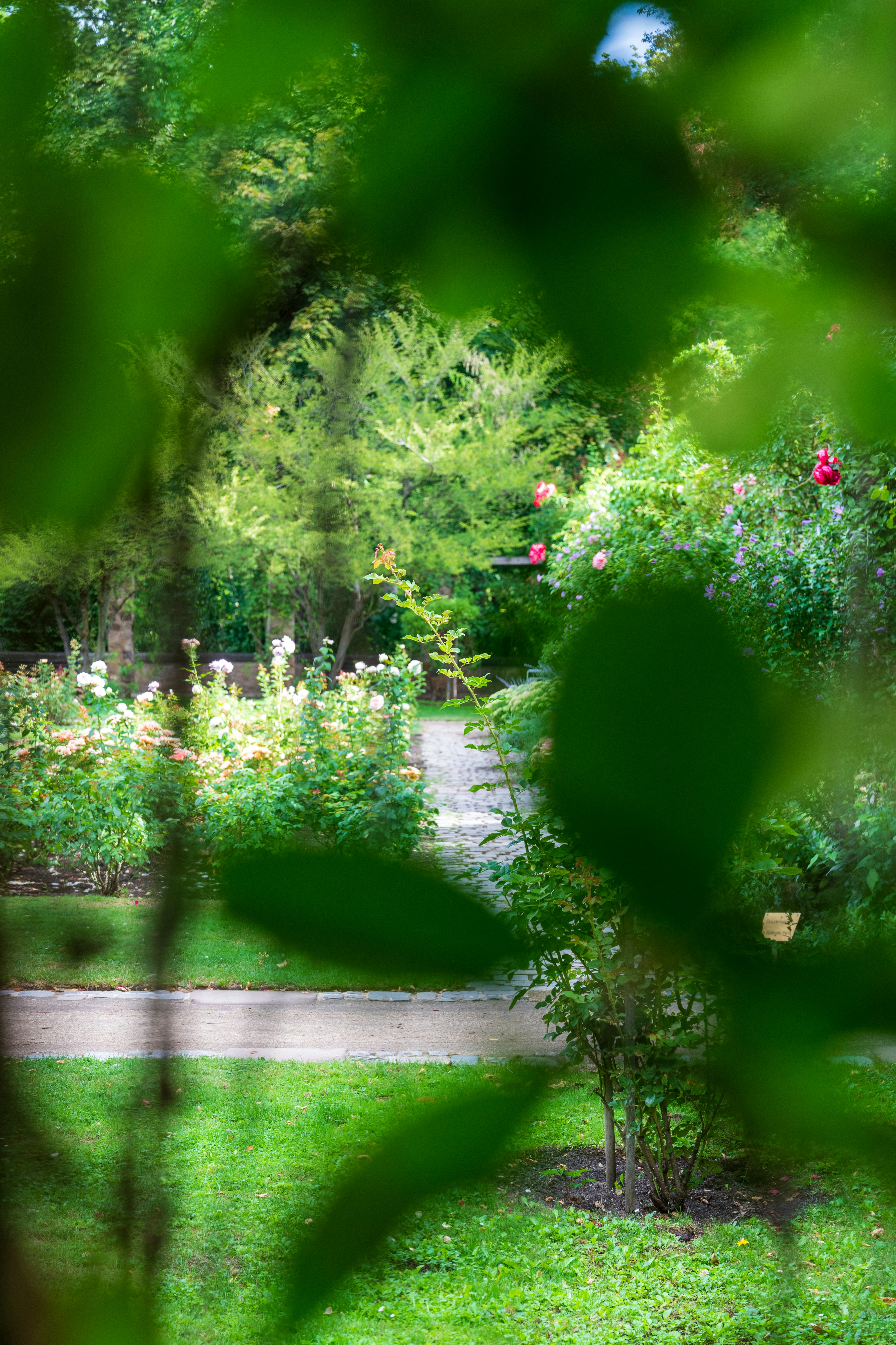 Hidden Garden Pathway Framed by Spring Roses
