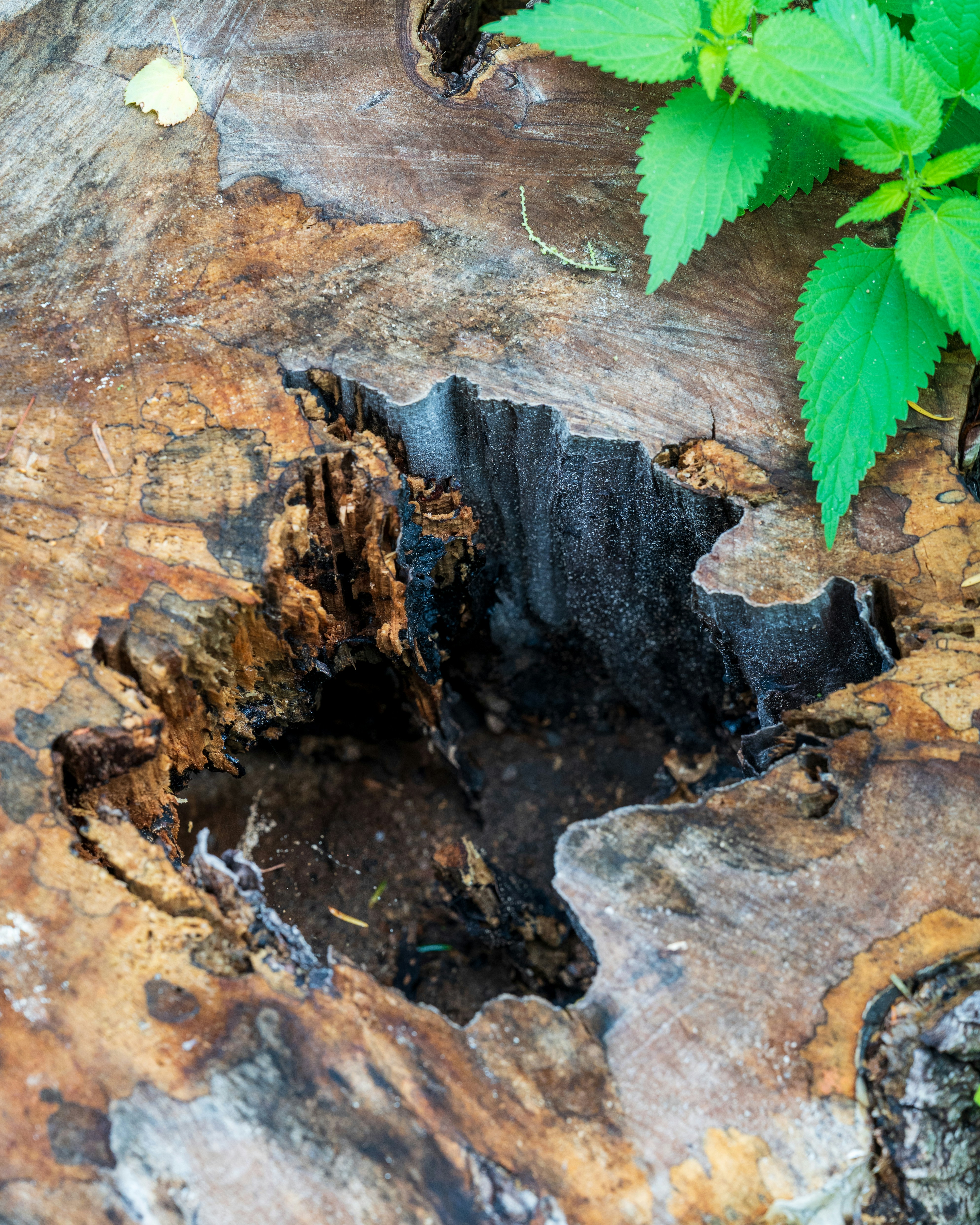 Woodland Hollow: A Weathered Tree Stump Carved by Time