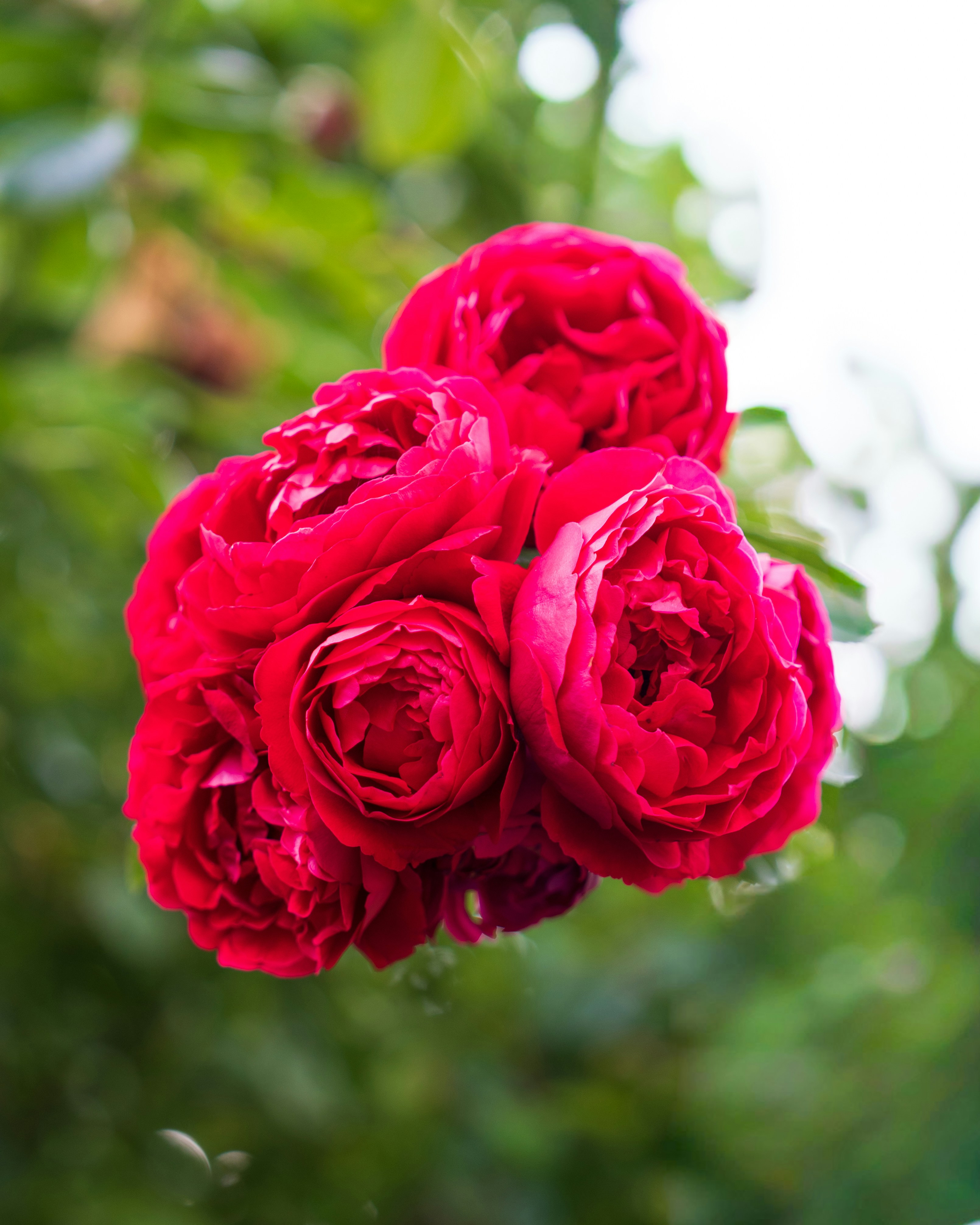 Crimson Bloom Ensemble: A Close-Up of Peony Roses in Sunlit Garden