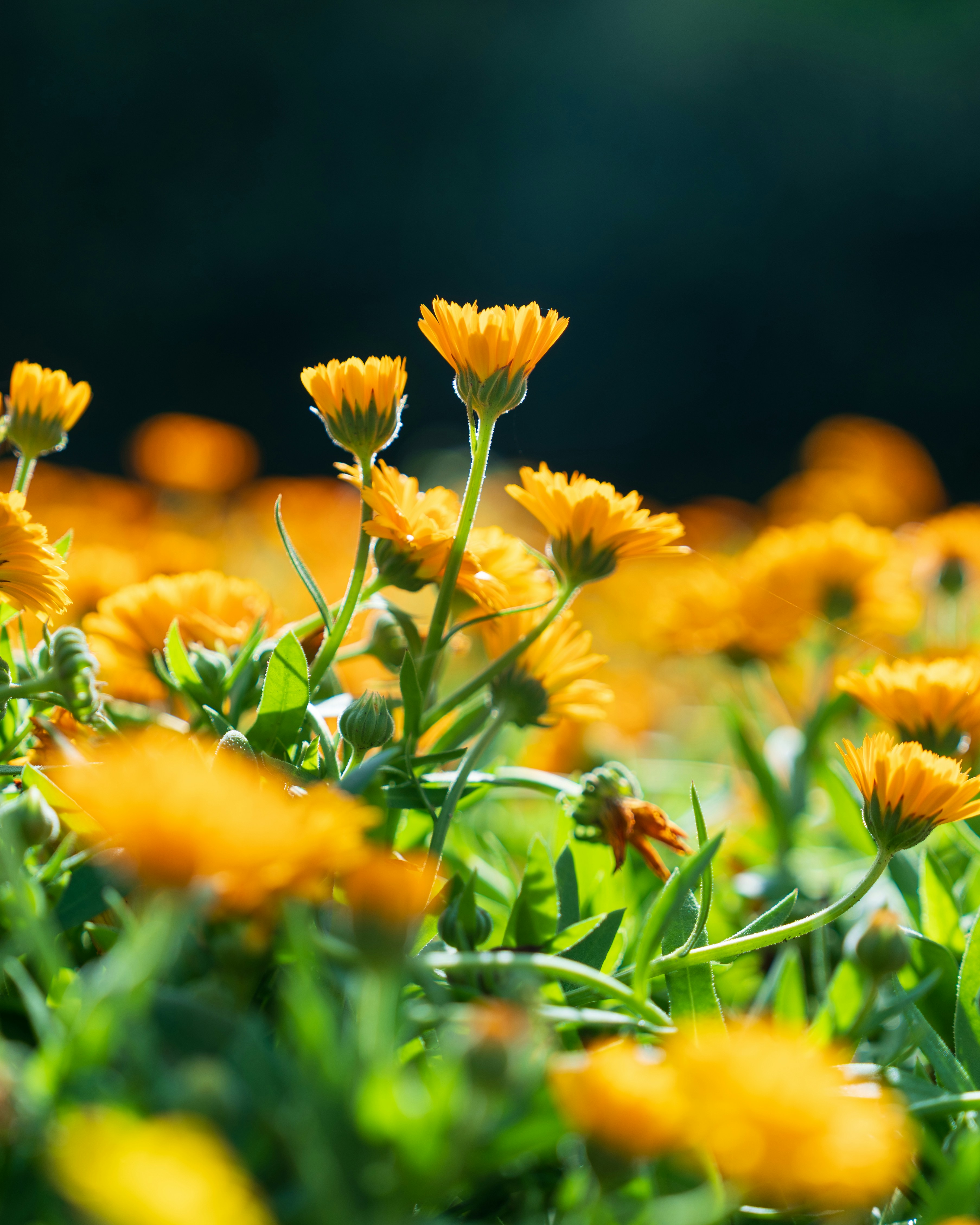 Sunlit Maize: A Field of Golden Calendulas Reaching for the Afternoon Light