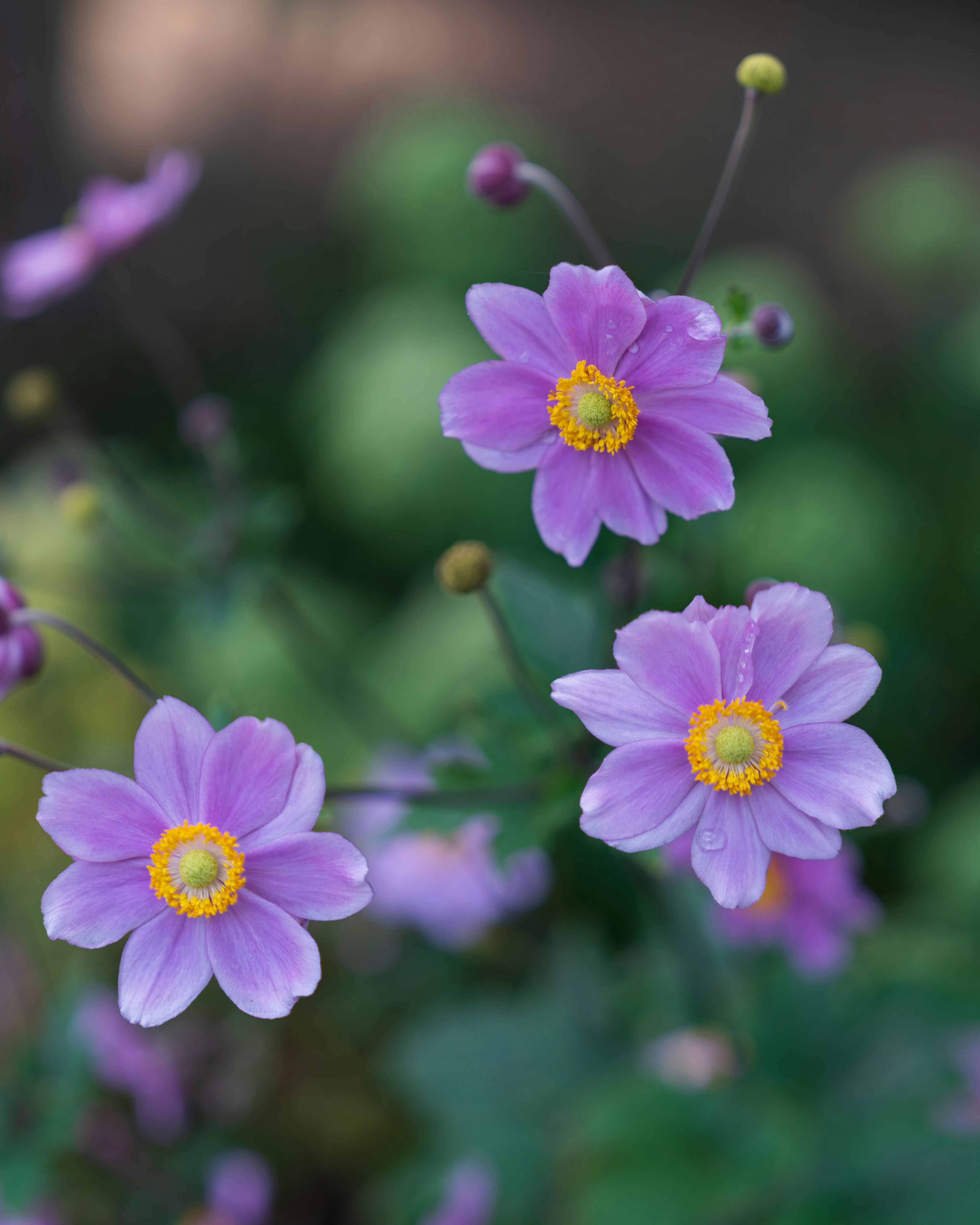 Centerpiece Purple Bloom Trio with Golden Centerstages