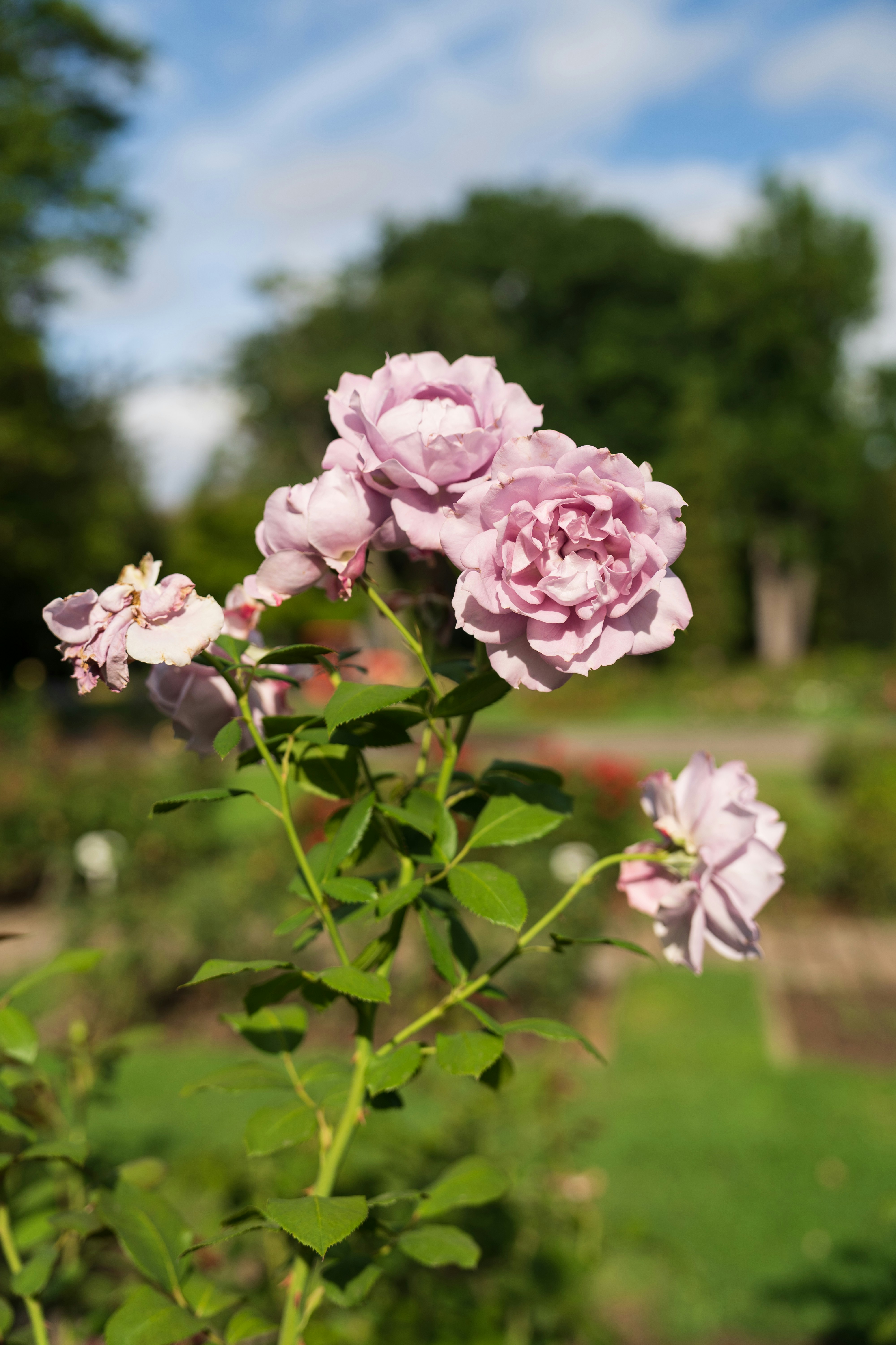 Pastel Roses Reaching for the Sun in a Quiet Garden