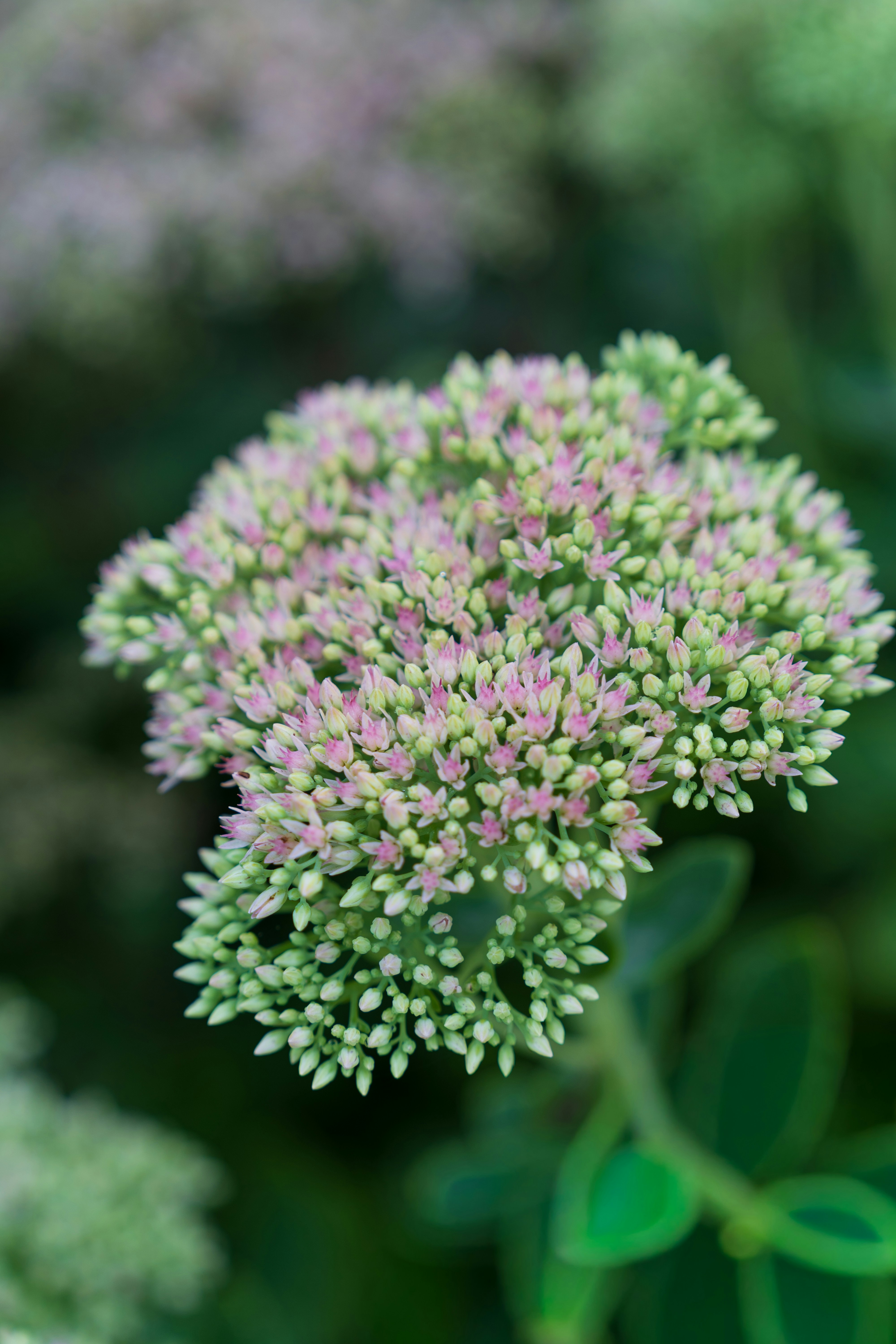 Pastel Umbel: Soft Pink-tinged Flower Cluster in Focus