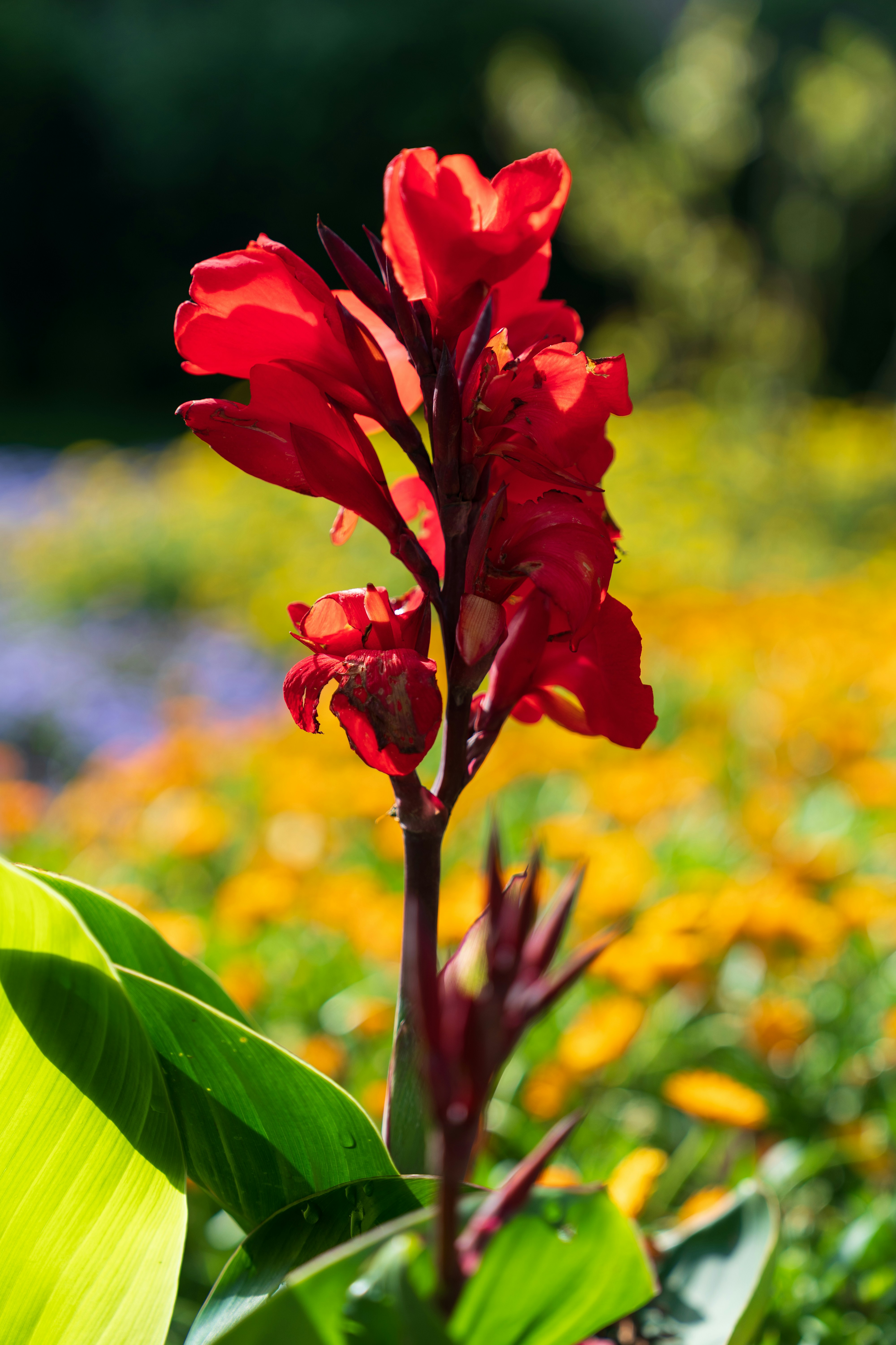 Crimson bloom rising from a sunlit garden