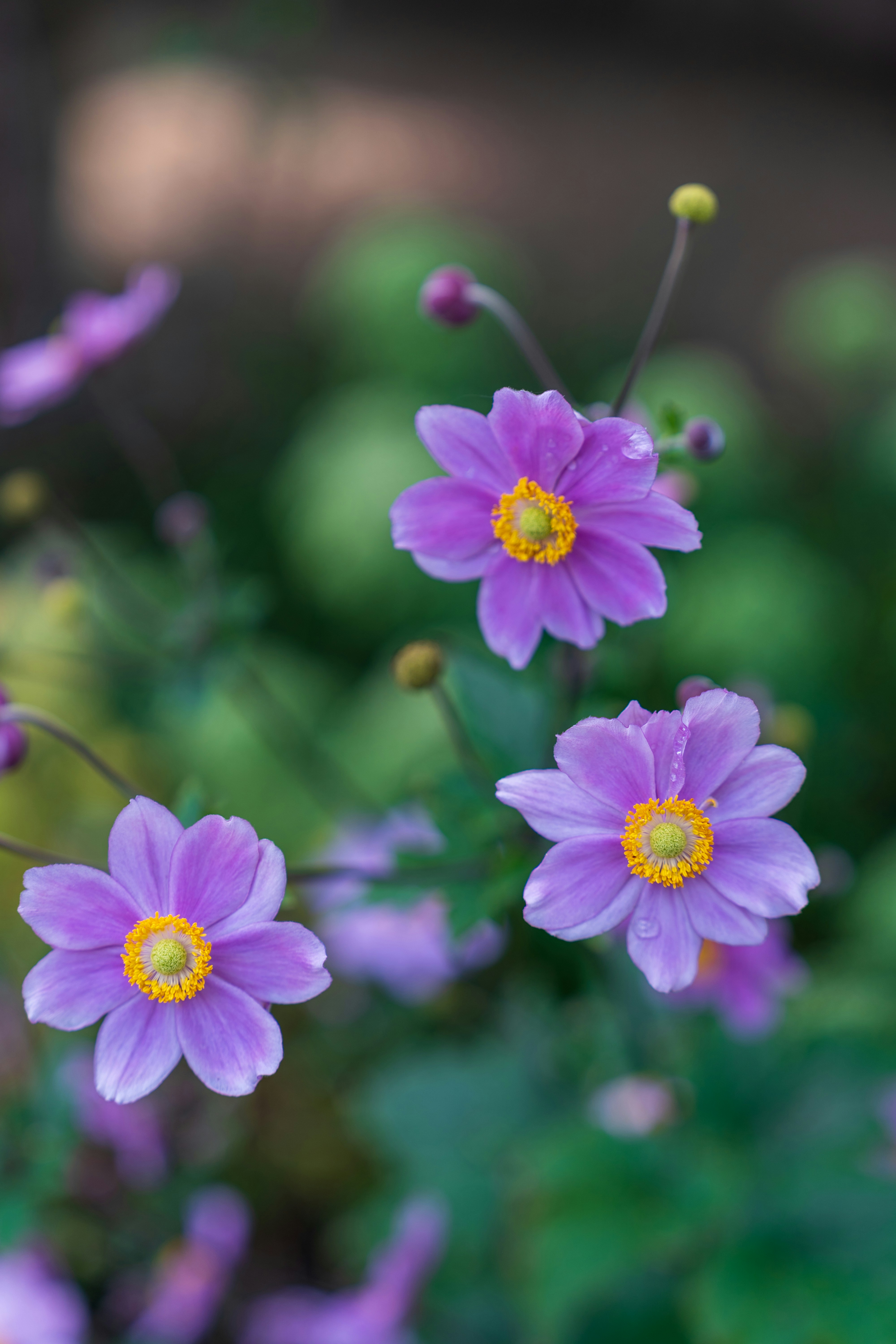 Purple daisies in soft-focus garden glow
