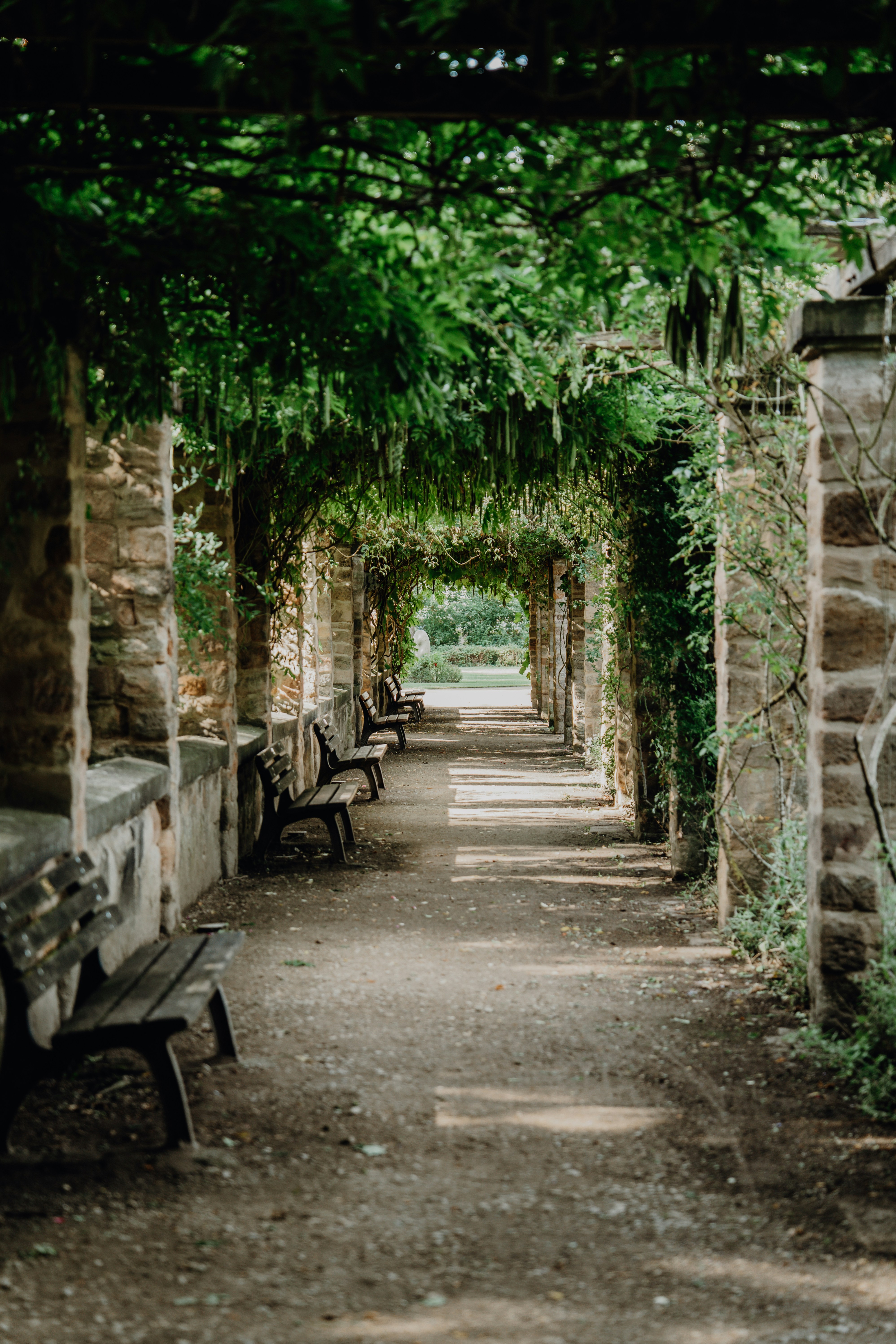 Arched Green Tunnel over a Sunlit Gravel Path