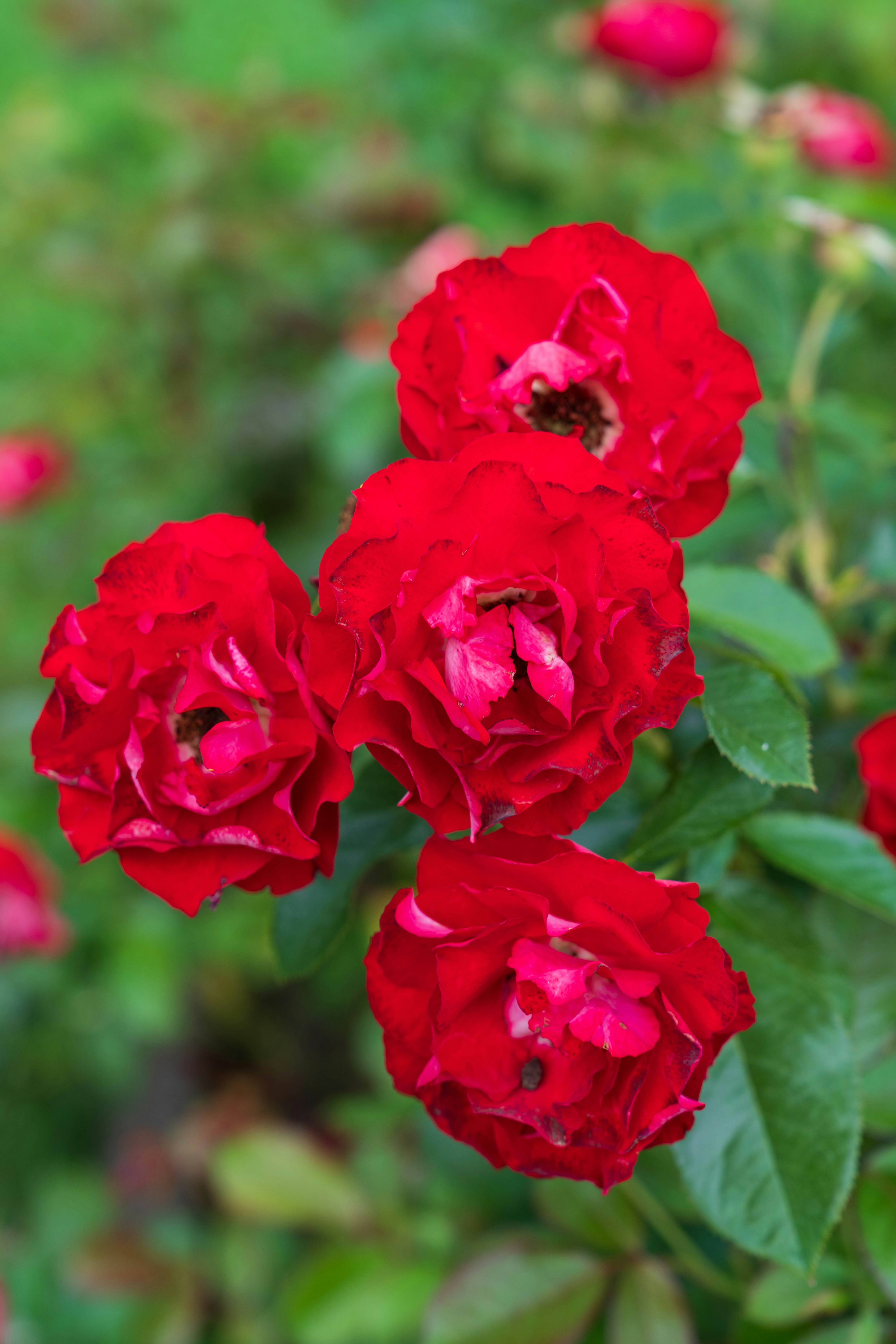 Crimson Rose Quartet: Close-Up on Velvet Petals