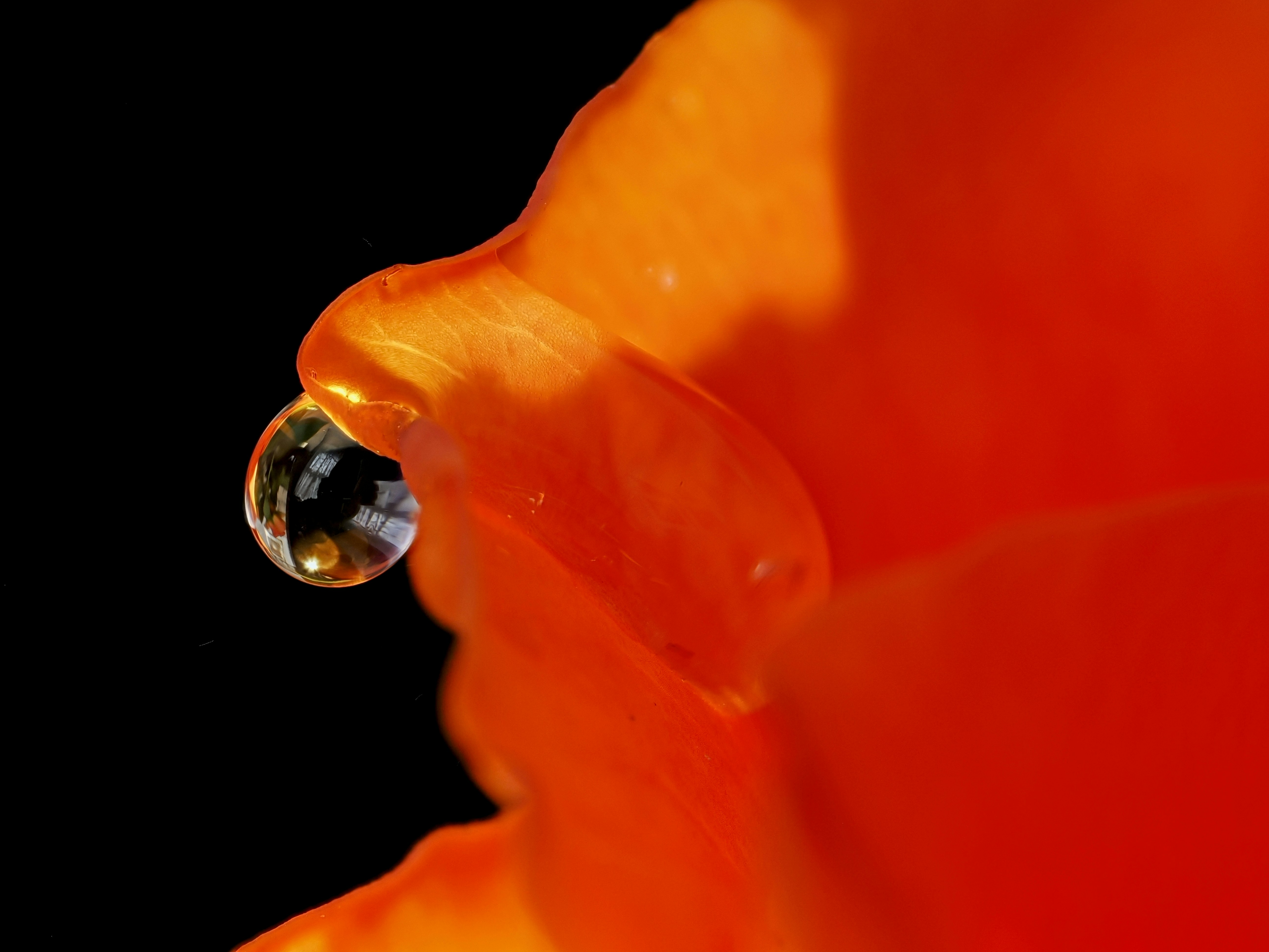 Close-up of a water droplet perched on the edge of a vivid orange petal, set against a dark background. The shot emphasizes macro texture and color of the flower surface.