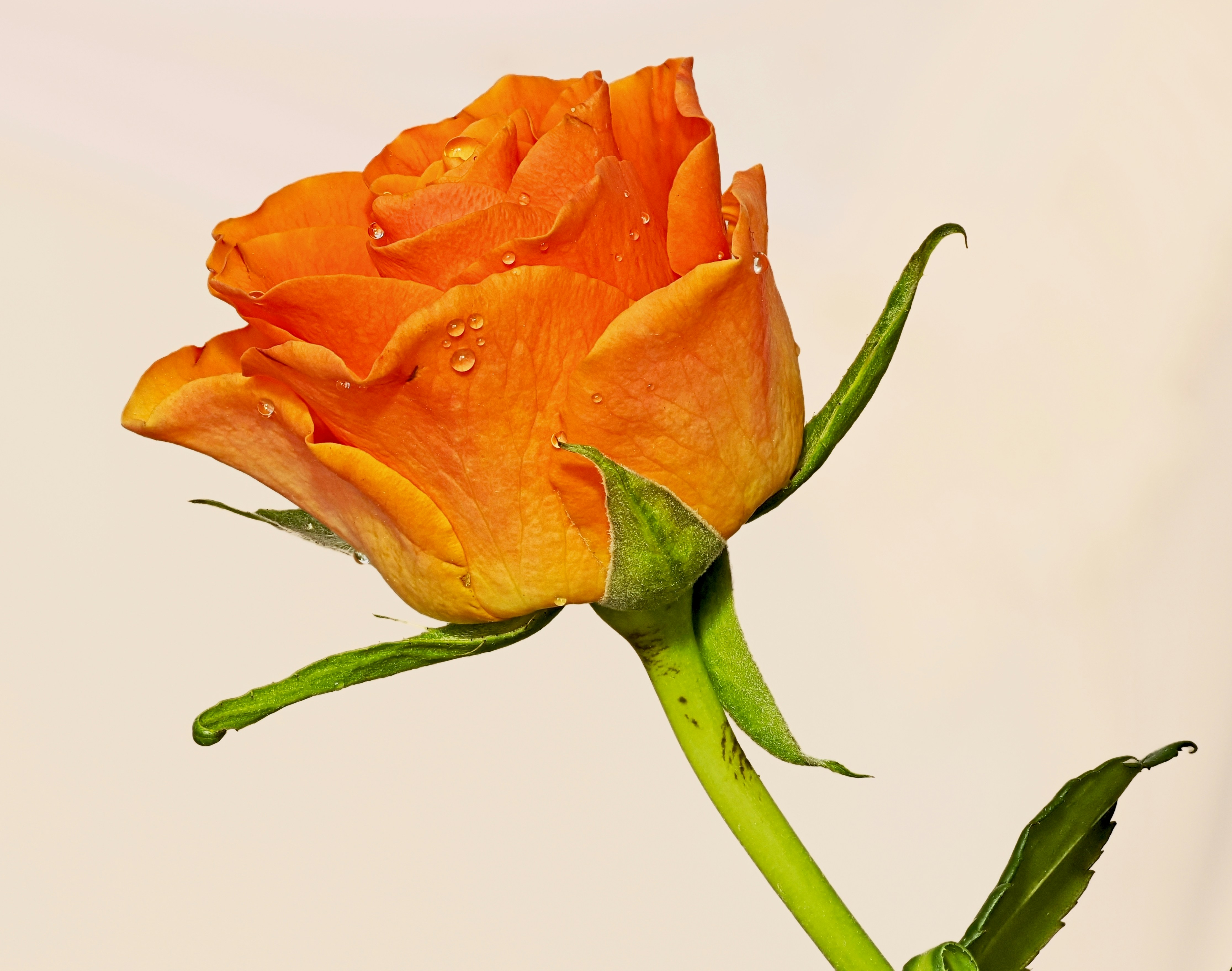 Orange Rose in Focus: A Close-Up of Delicate Petals and Dew