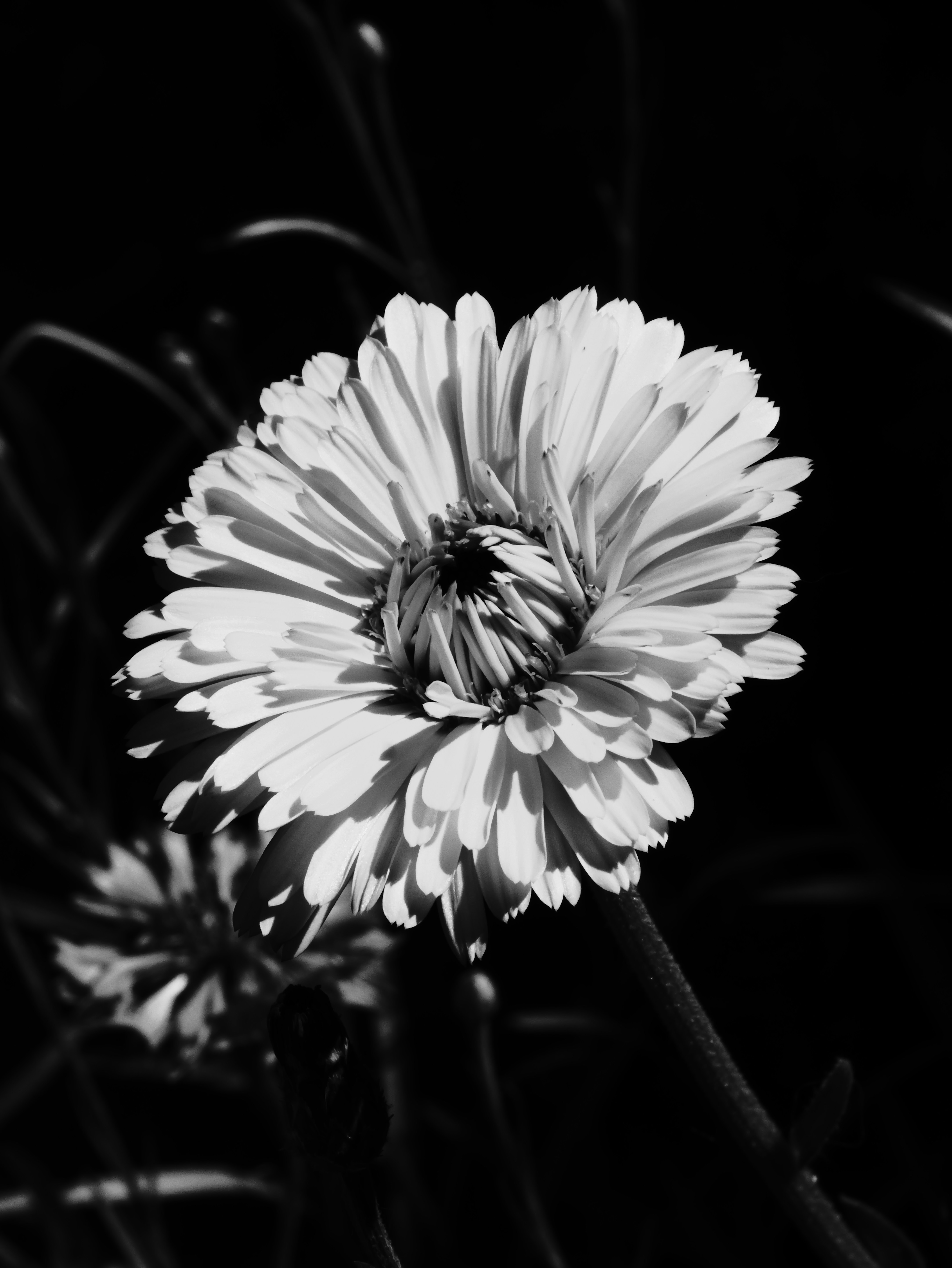 A single pale bloom stands against a dark background, captured in high-contrast black and white to emphasize petal detail and form. The shot foregrounds the flower as the central element.
