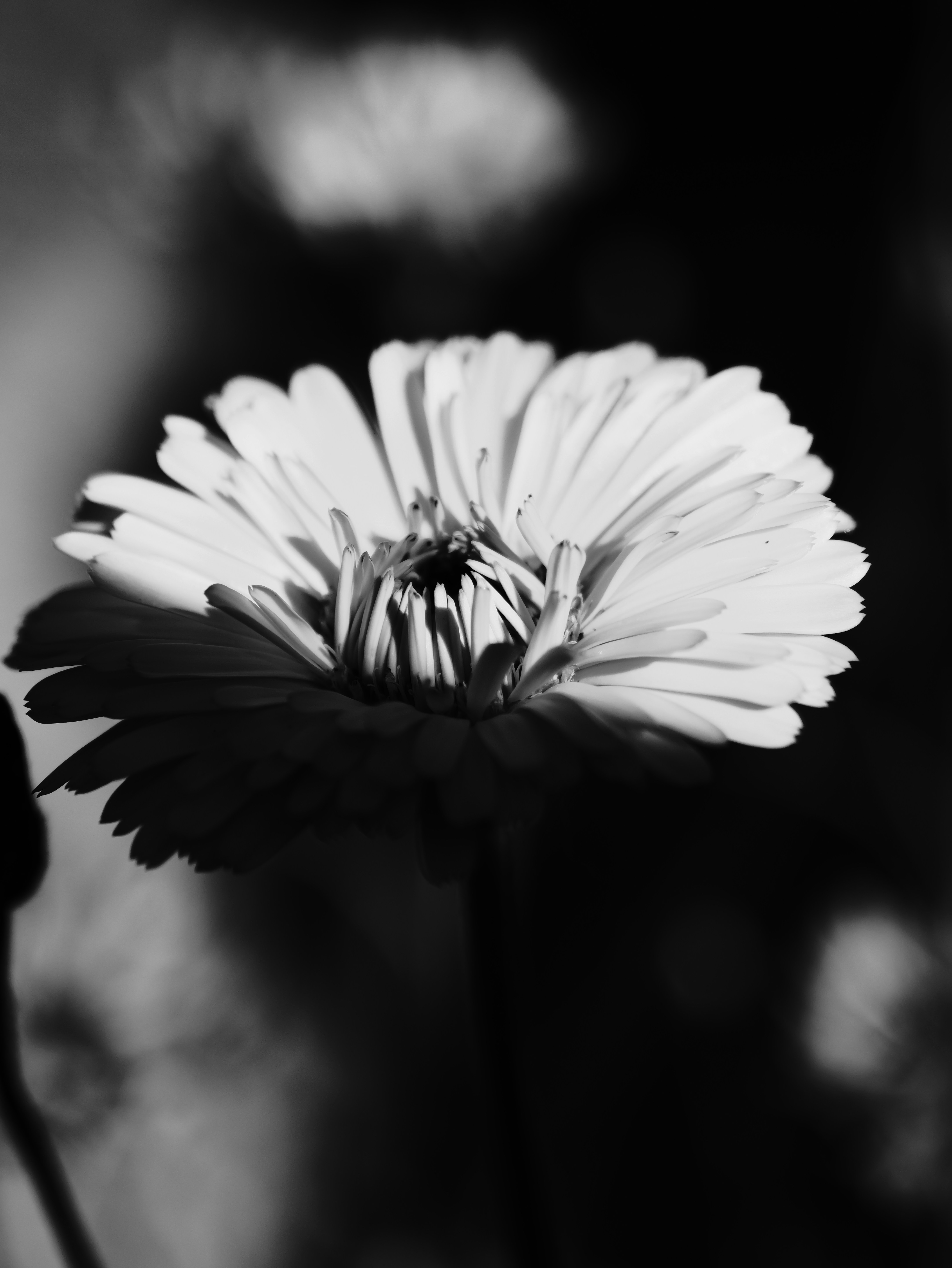Monochrome close-up of a single daisy-like flower with shallow depth, soft background blur, emphasizing petal texture and central disc in a high-contrast light scene.