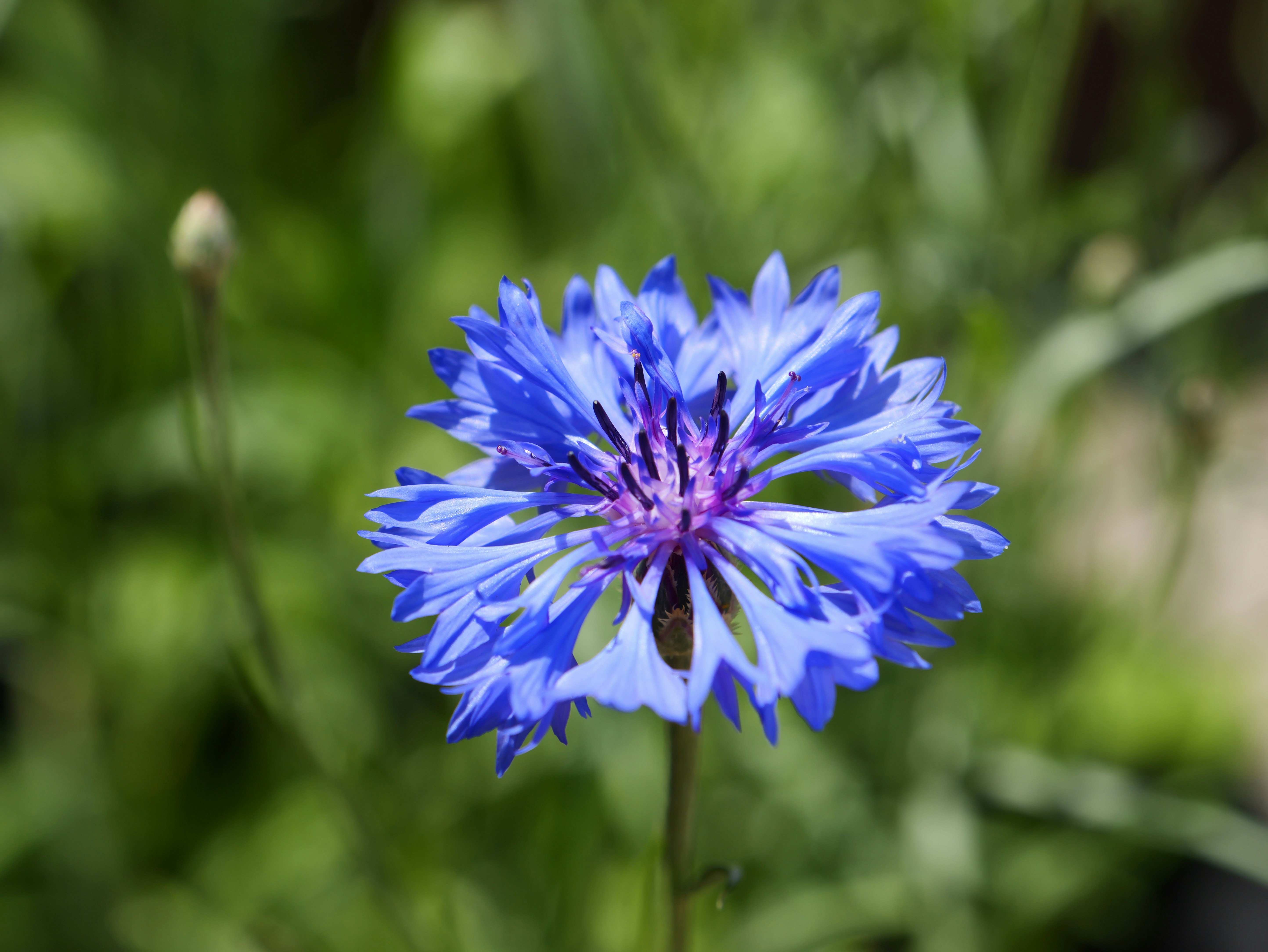 Blue Cornflower Bloom: Crisp Centered Detail Against Lush Green Backdrop