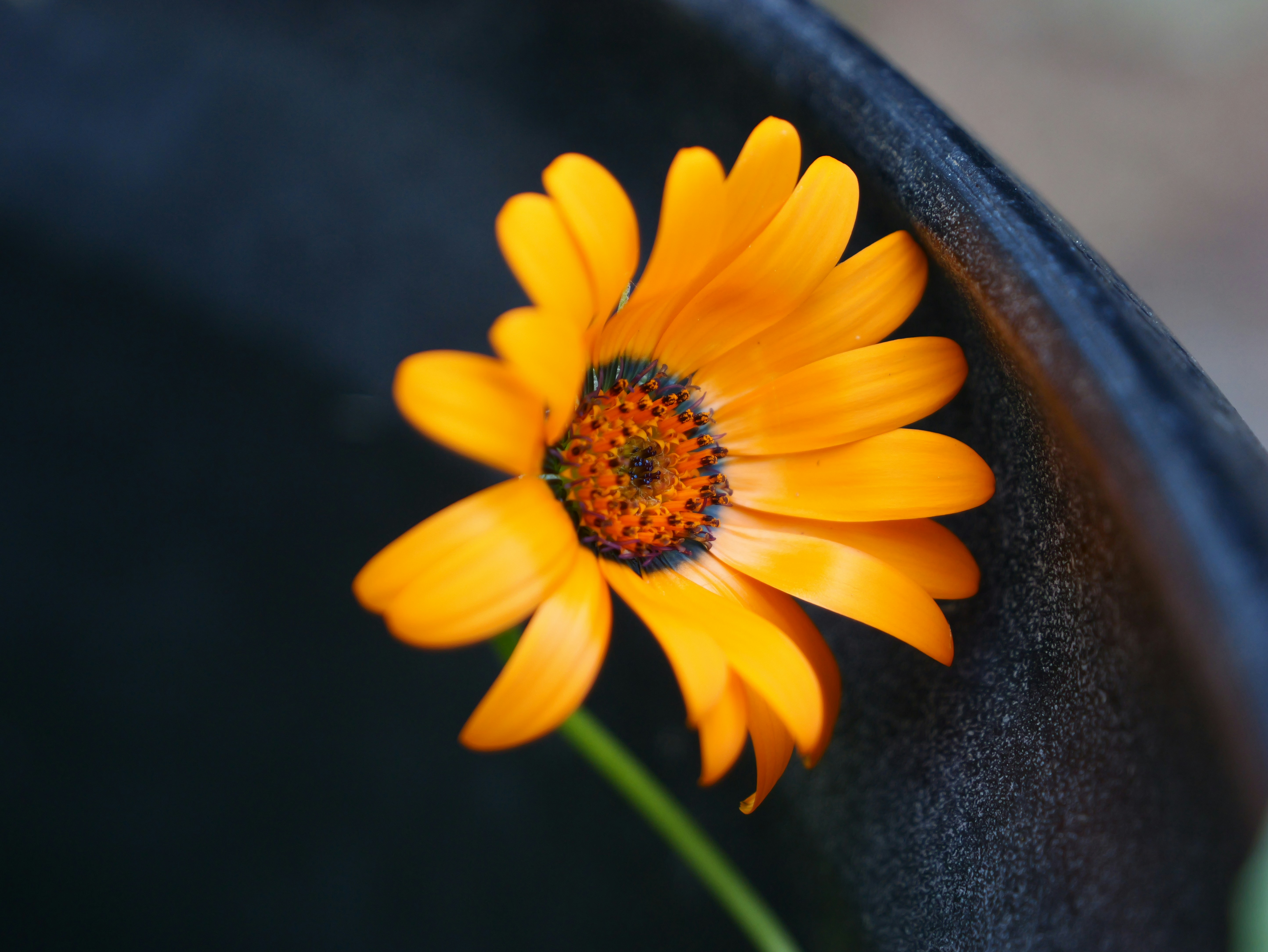 Bright orange daisy-like bloom rests near the edge of a dark, curved container, its yellow petals radiating from a detailed central disk with a shallow depth of field.