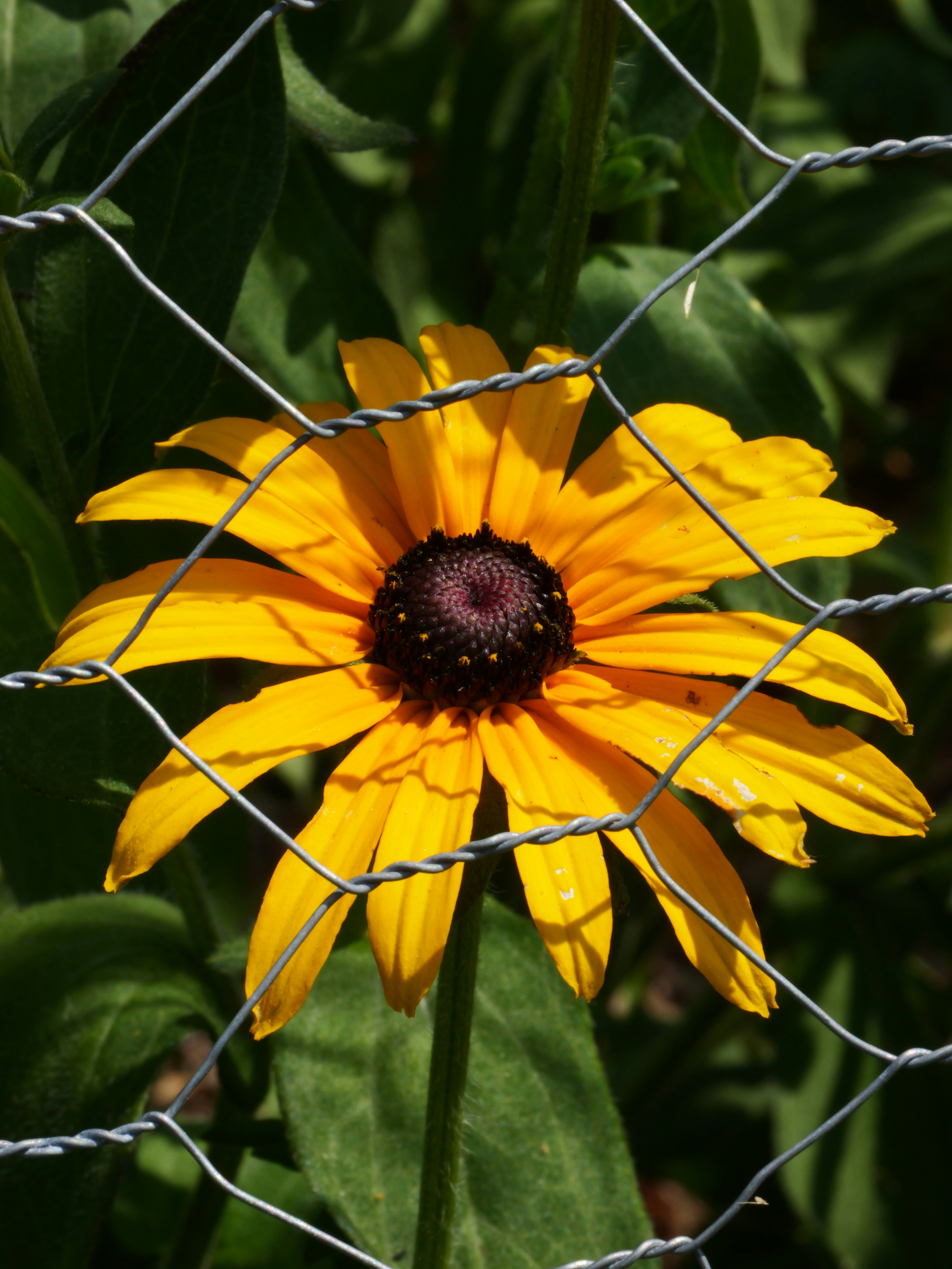 Bright orange flower centered behind a metal garden fence, with dark central disk and green foliage in the background. This is a photographic capture of a garden bloom, likely a daisy-like flower.