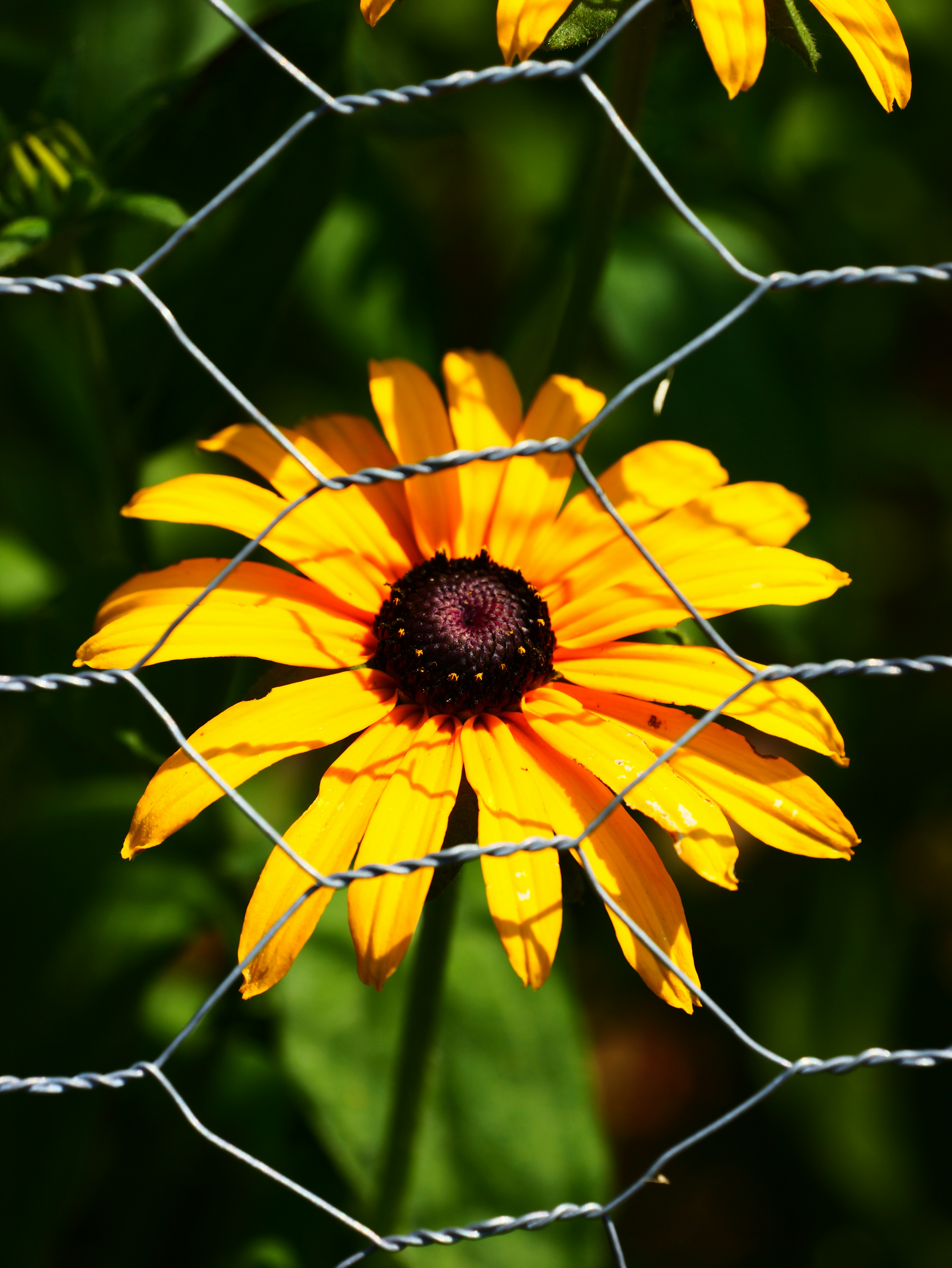 Bright orange flower centered behind a diamond-pattern wire fence; vivid petals and dark center create strong focal point with soft green background.
