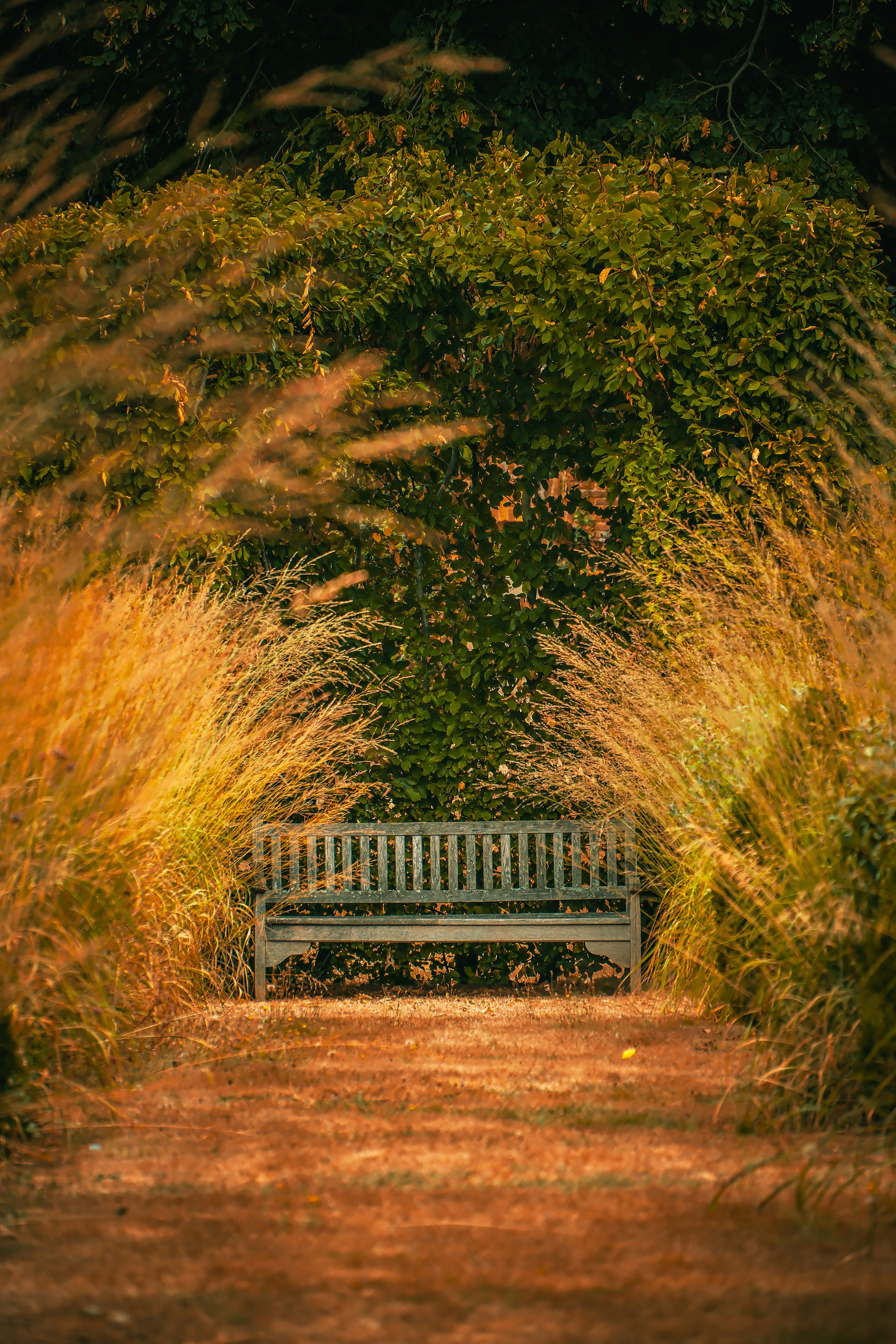 Hidden Tranquility: A bench framed by amber grasses