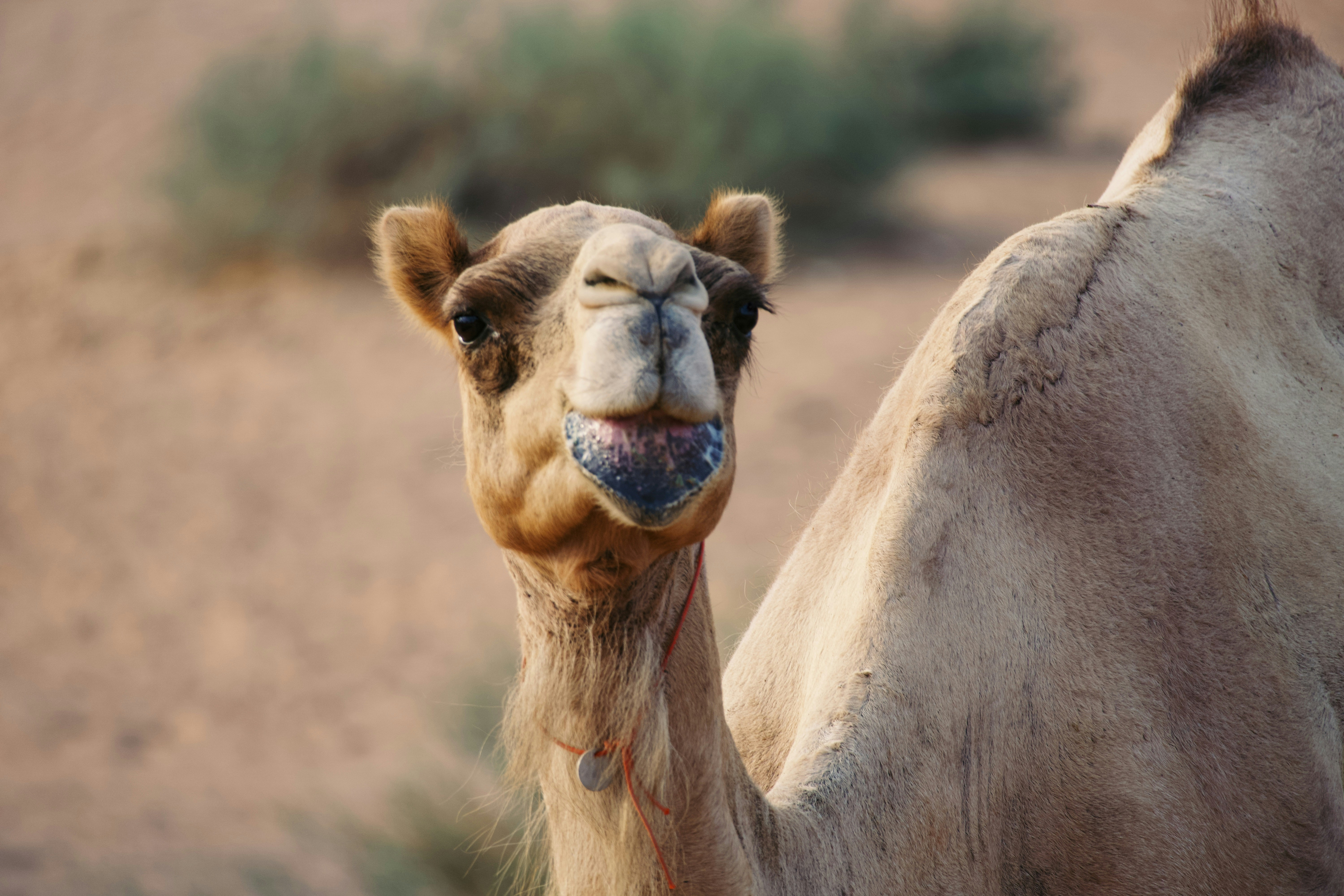 Close-up of a camel's head and neck, with the face centered in warm desert tones; the shot emphasizes the animal's expression and texture. (Photograph) 
