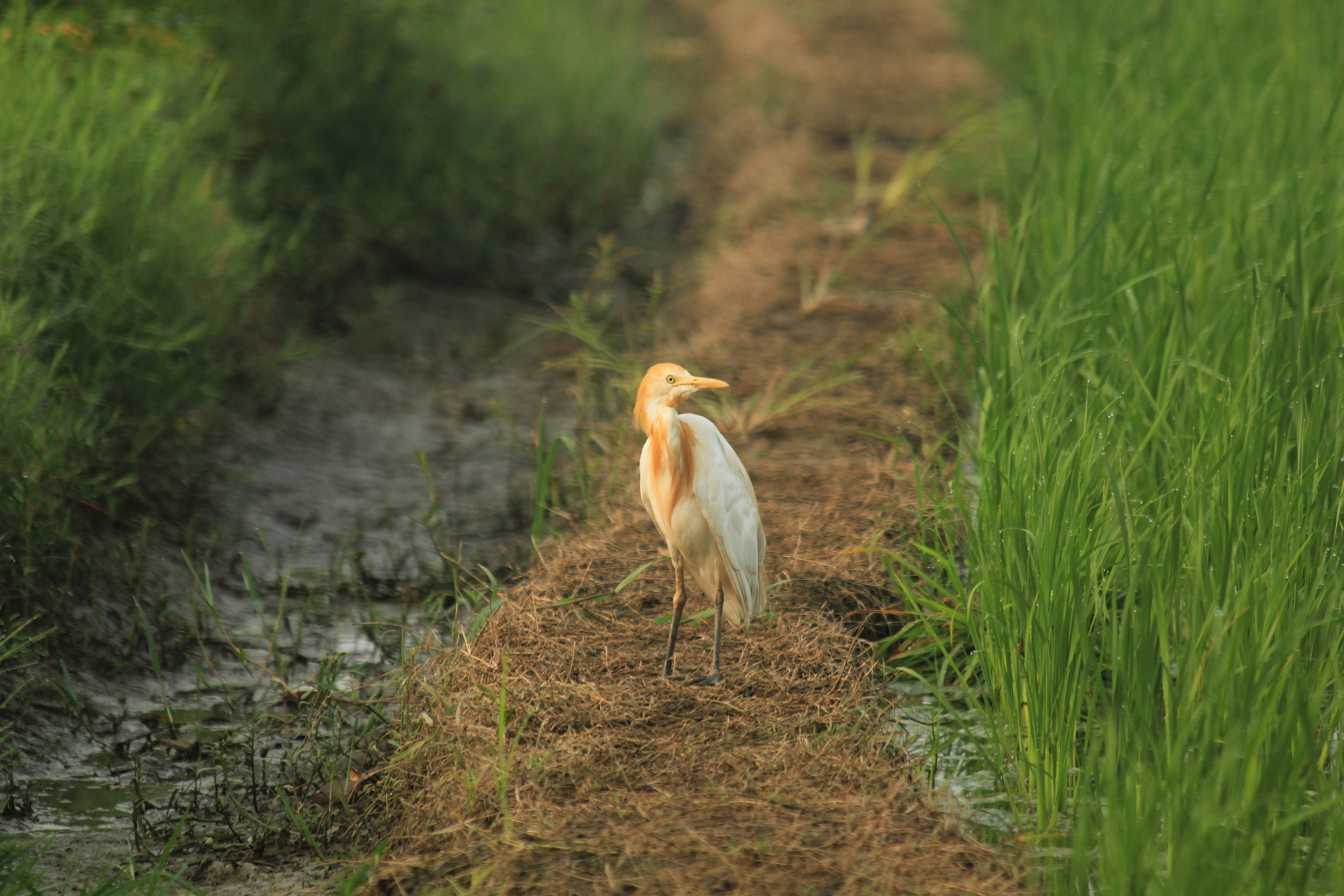 Terrace-path Heron at Dusk: A Narrow Corridor of Light