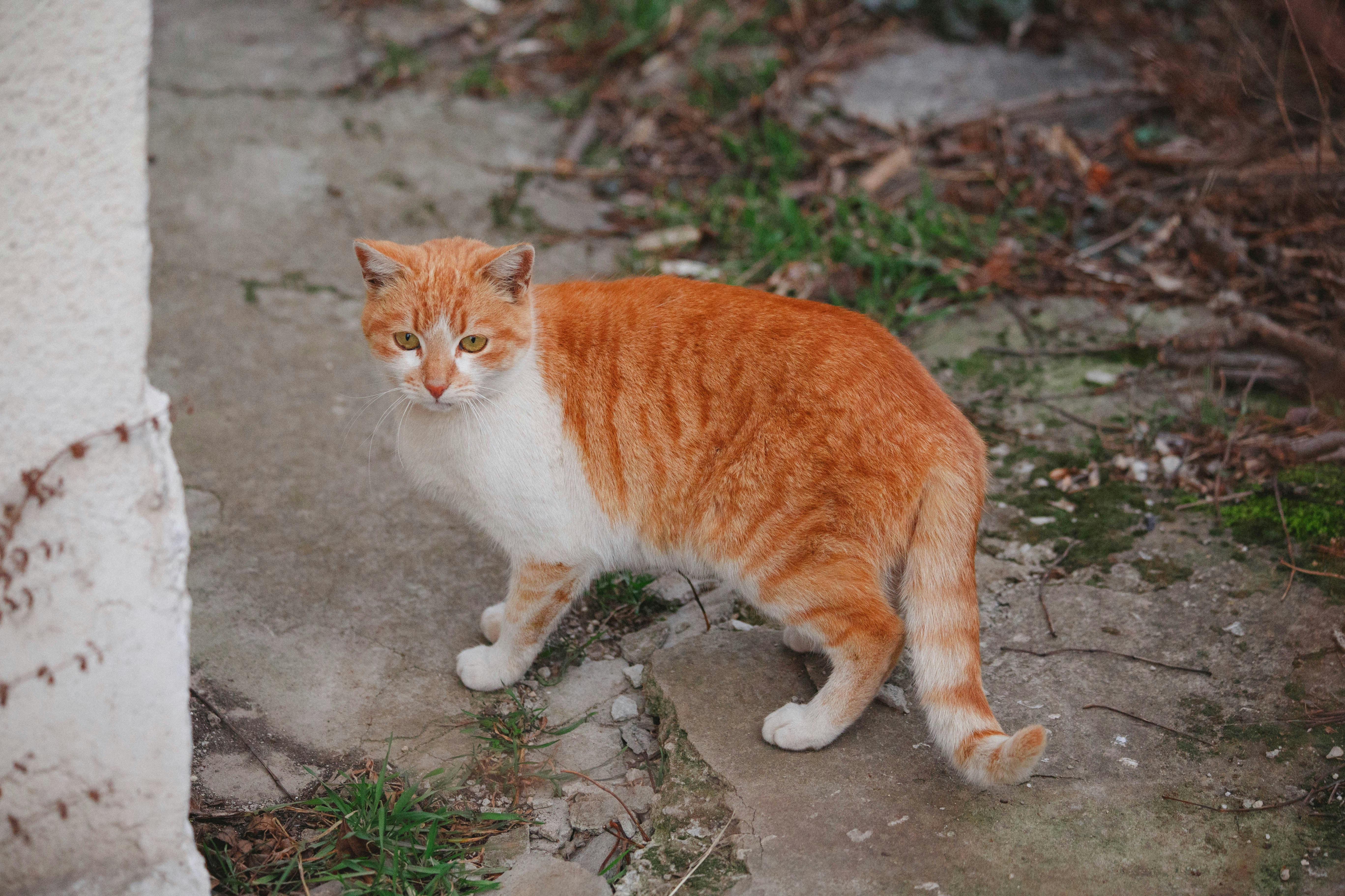 A ginger-and-white cat pauses on a rough concrete path with sparse grass and a wall on the left, presenting a calm, observational street-scene portrait.