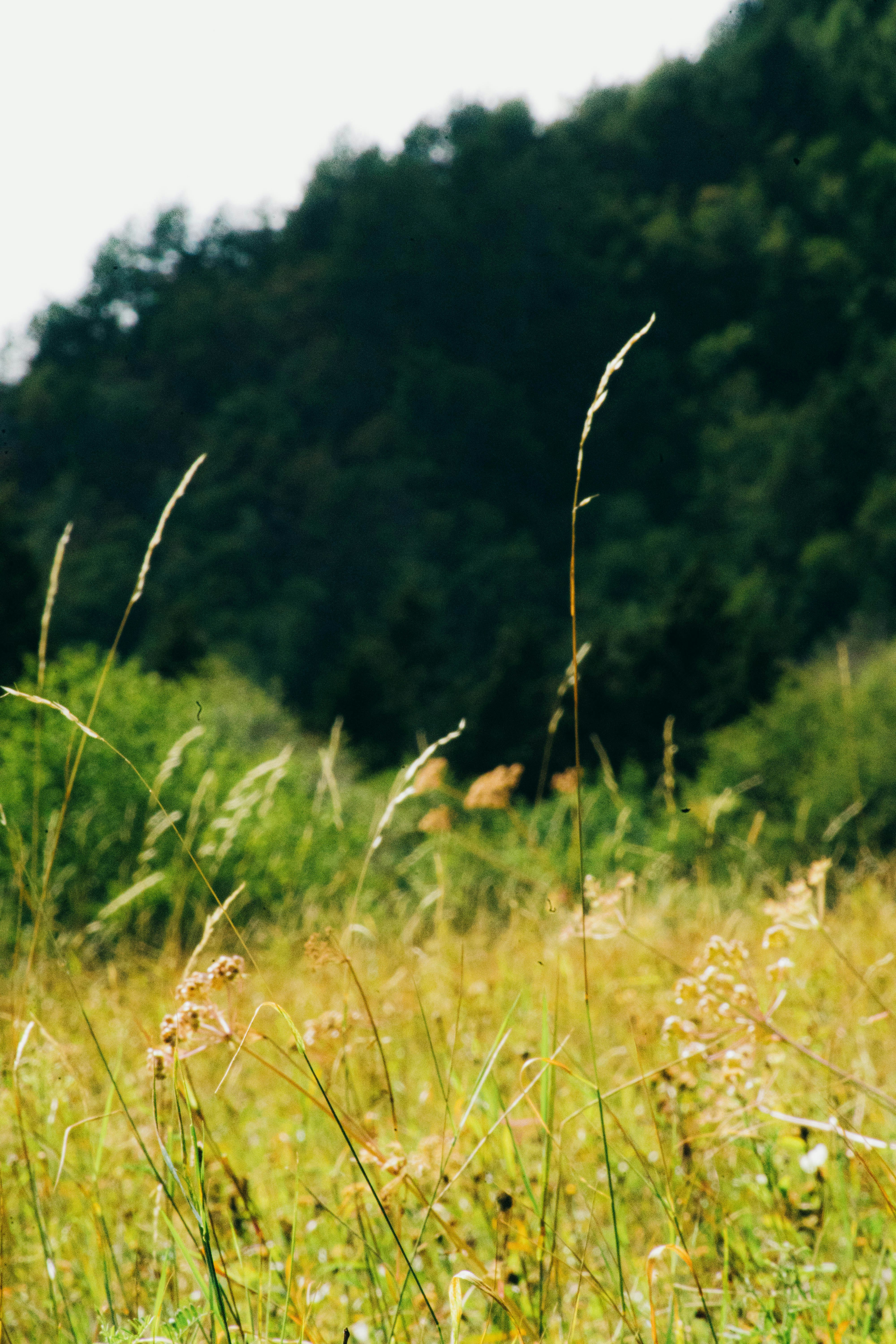 Sunlit Meadow Silhouettes: Golden Grasses Before a Forest Backdrop