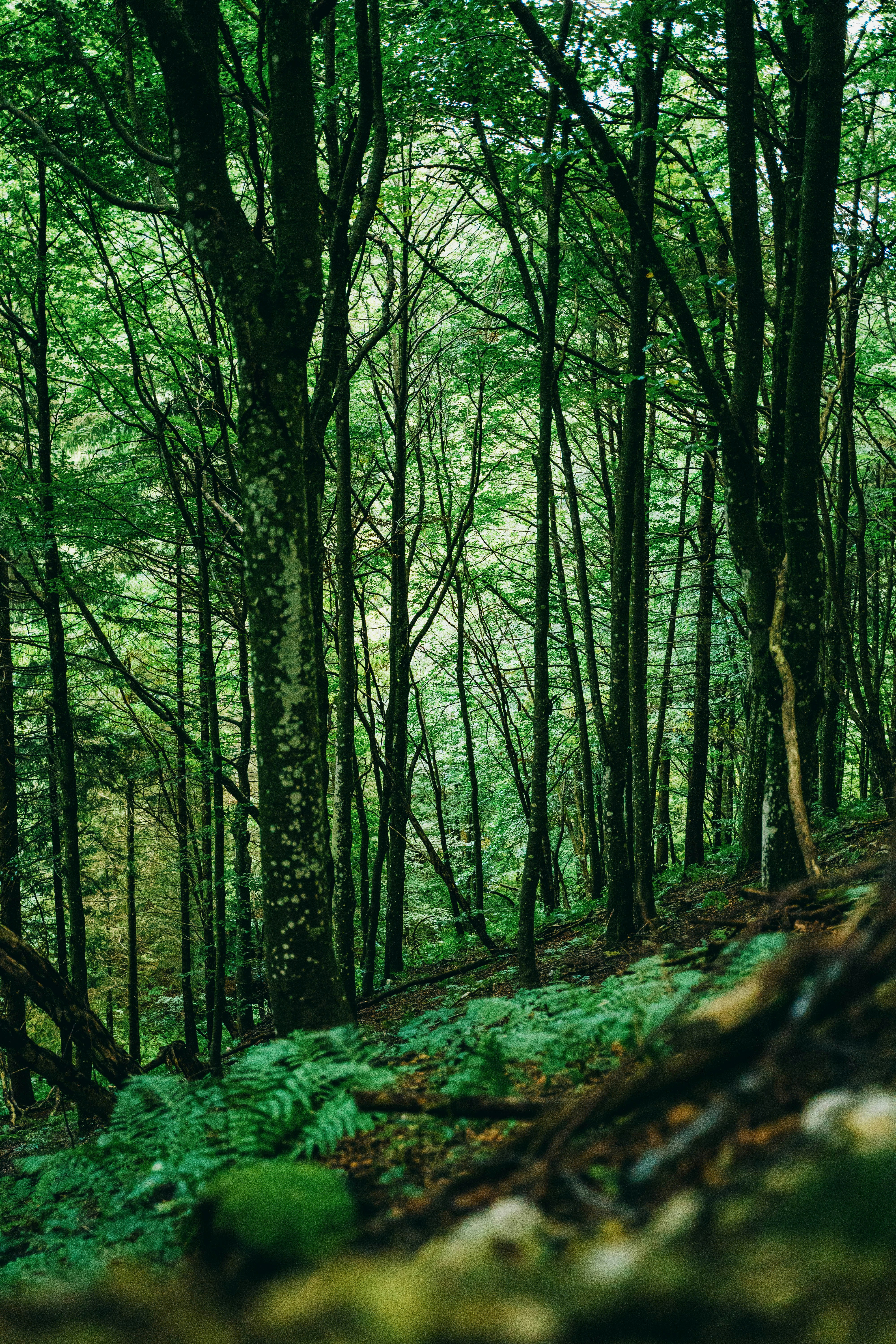 Emerald corridors: a sun-dappled forest venture