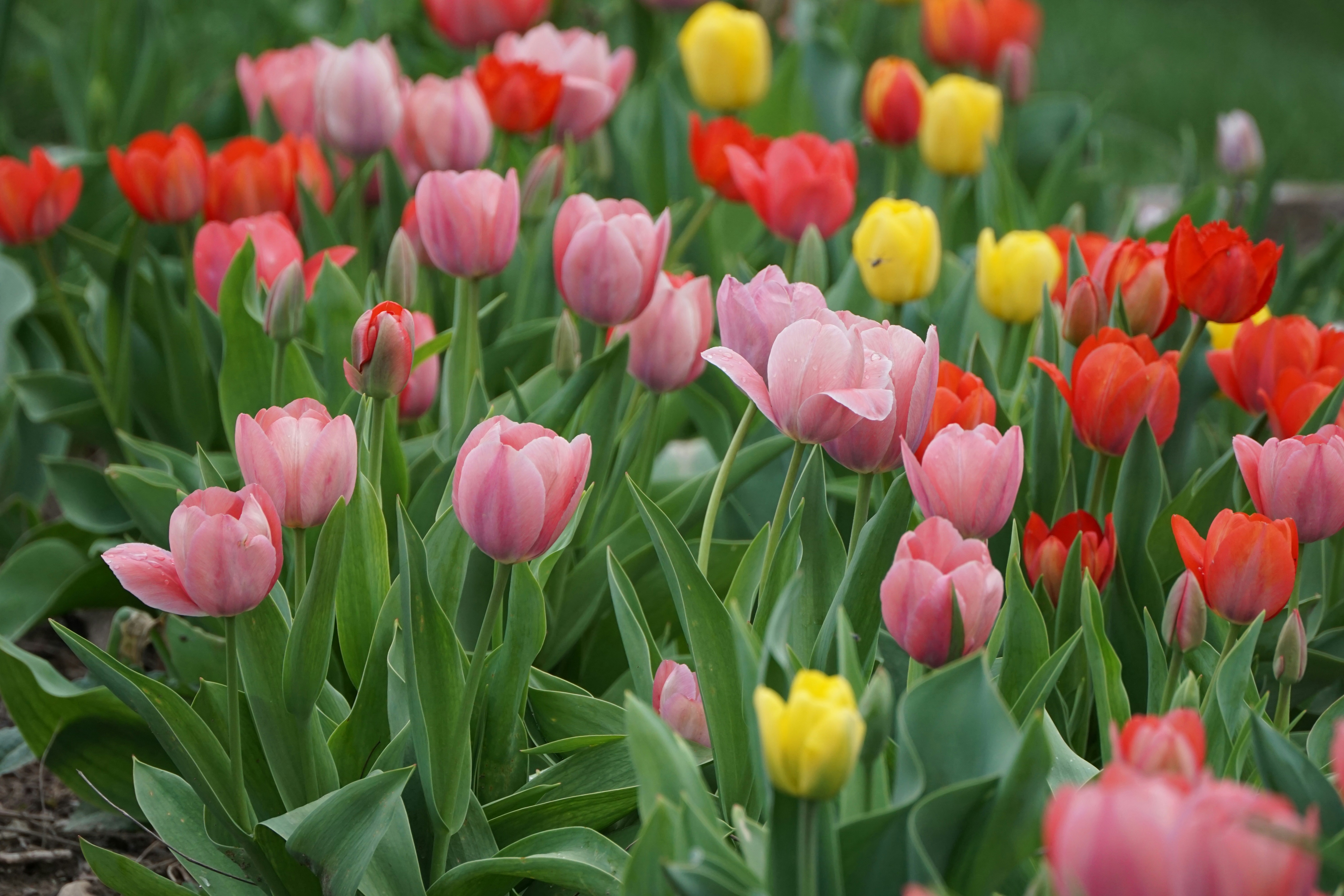 Patchwork of Petals: A Tulip Field in Bloom