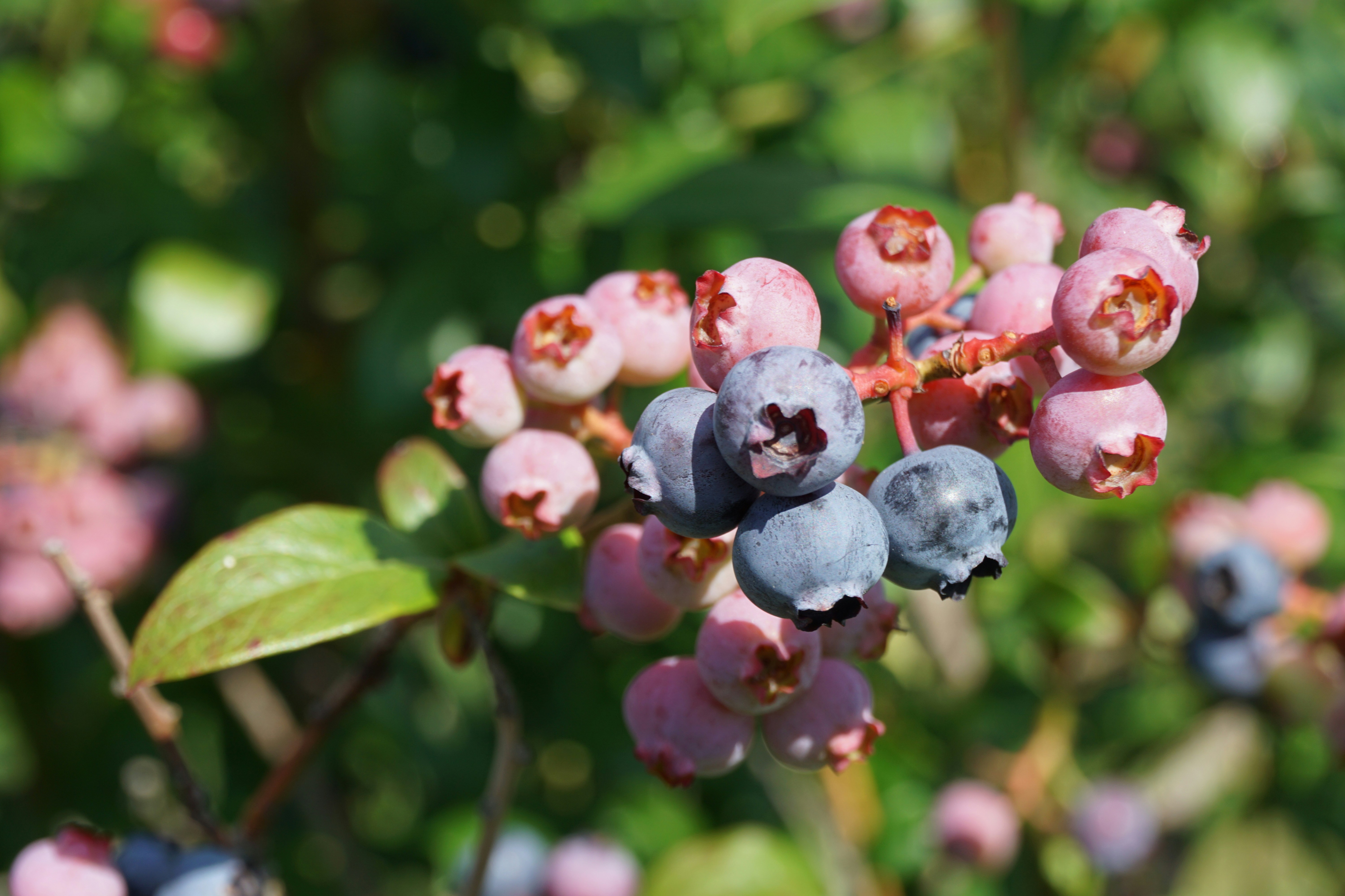 Berry Cluster in Morning Light