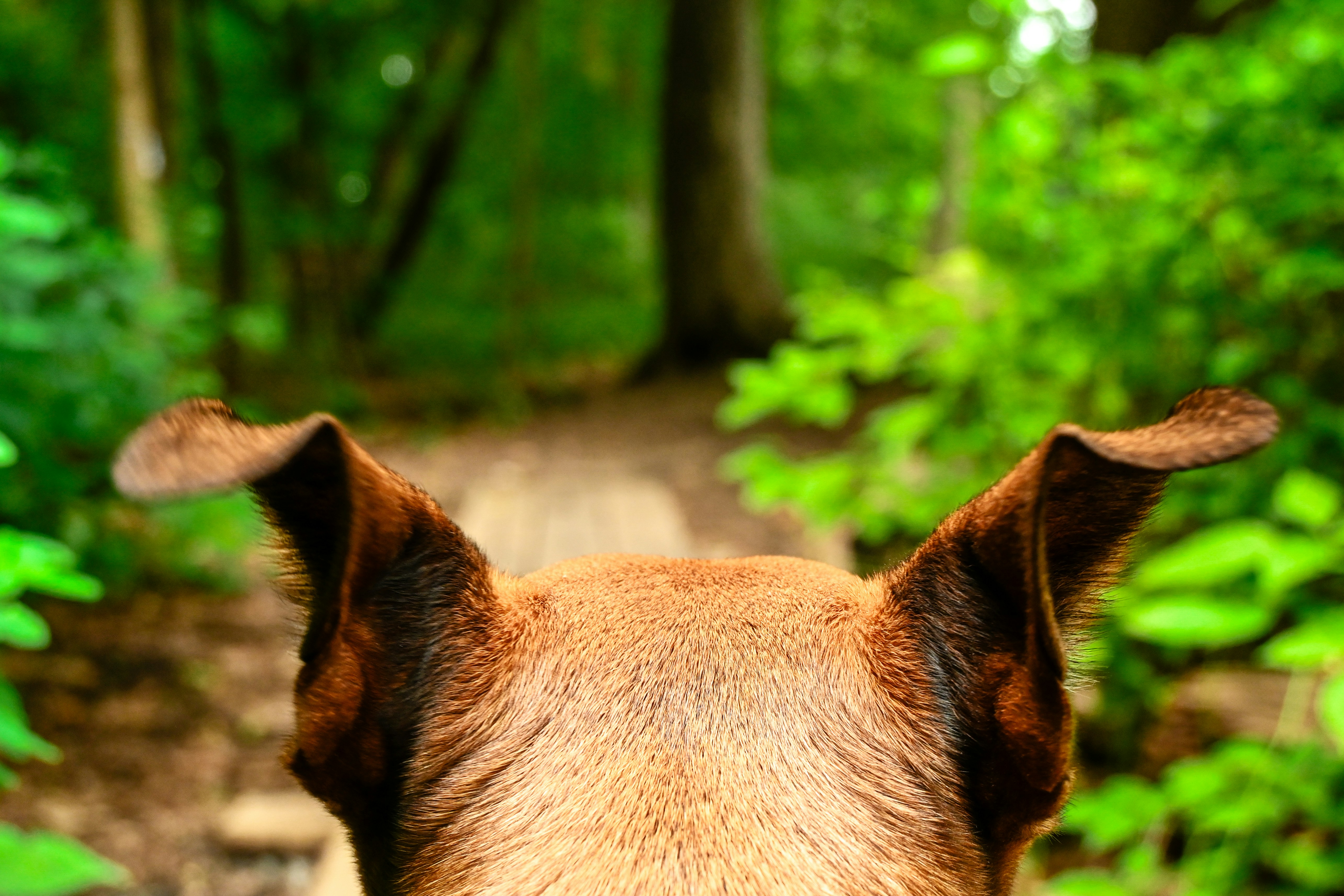 Ears Above the Forest Path