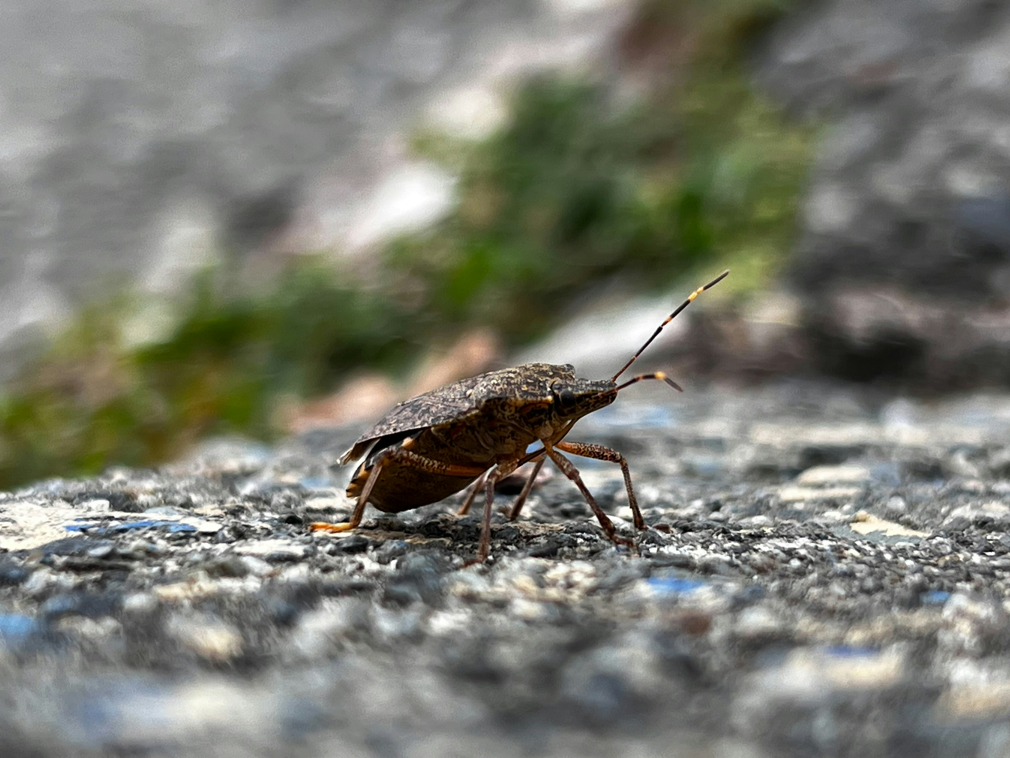 A brown stink bug on a rough grey asphalt surface