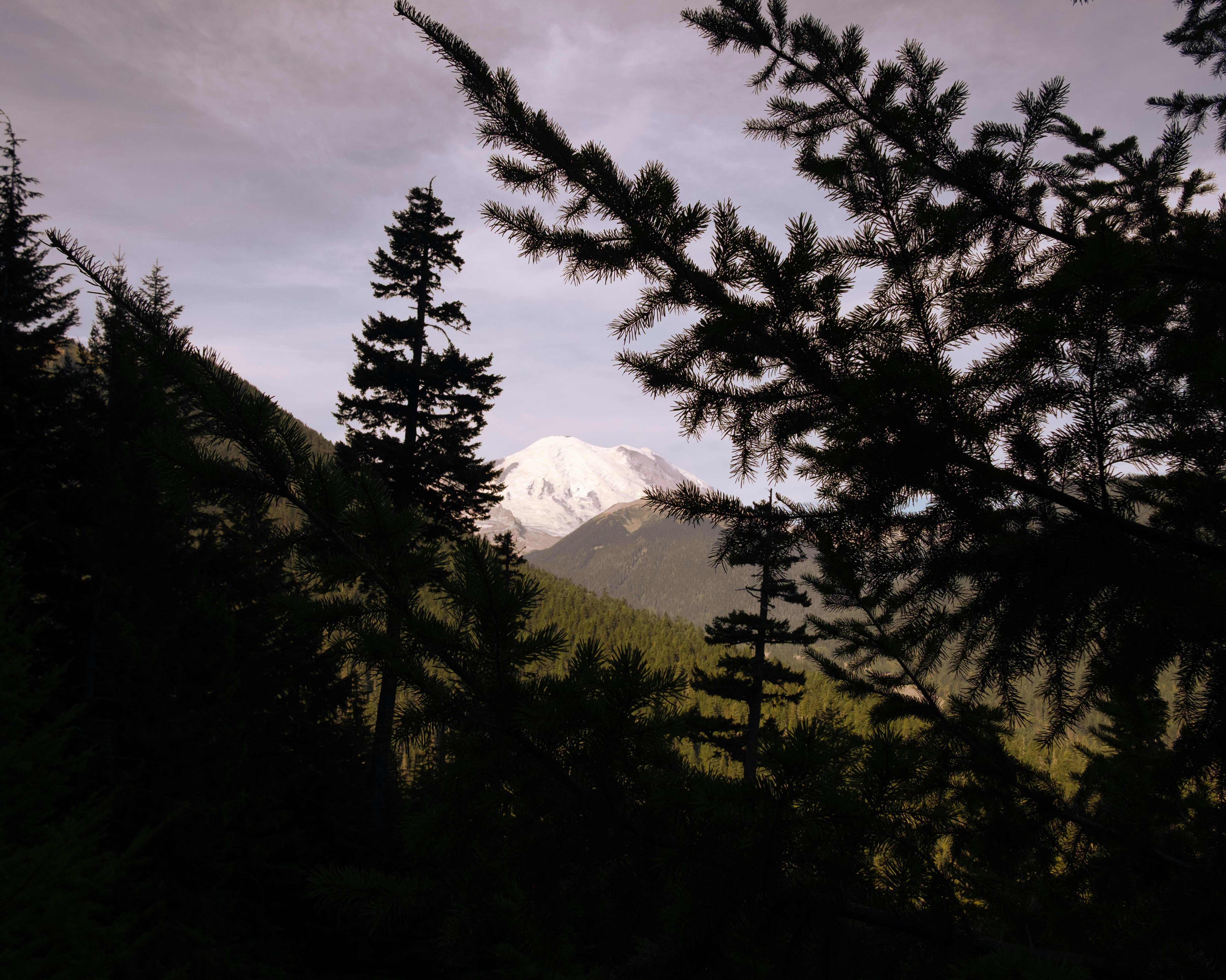 Snow-crowned Peak Framed by Dark Pines